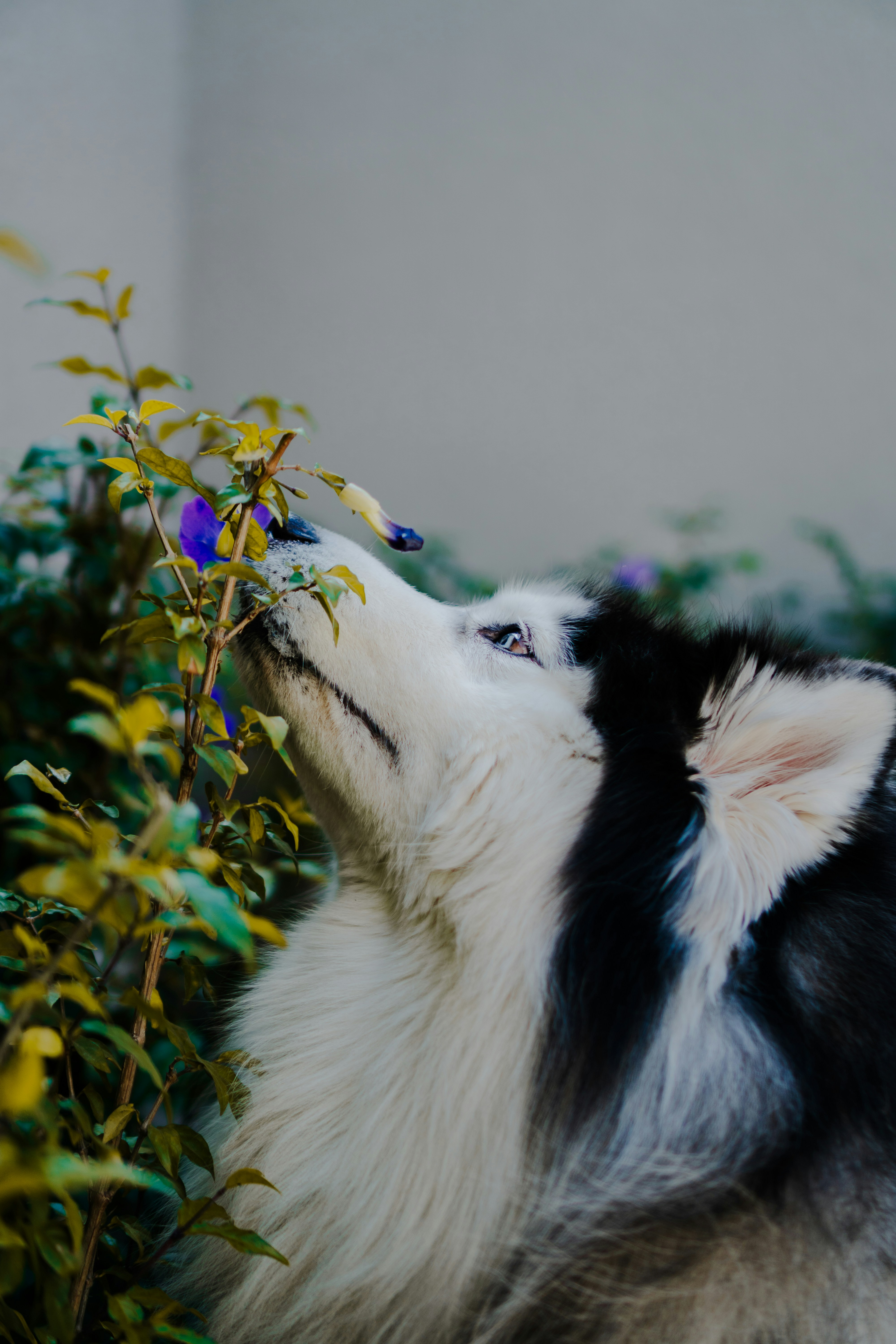 Whispering Ferns: Husky Gaze at Tender Leaves
