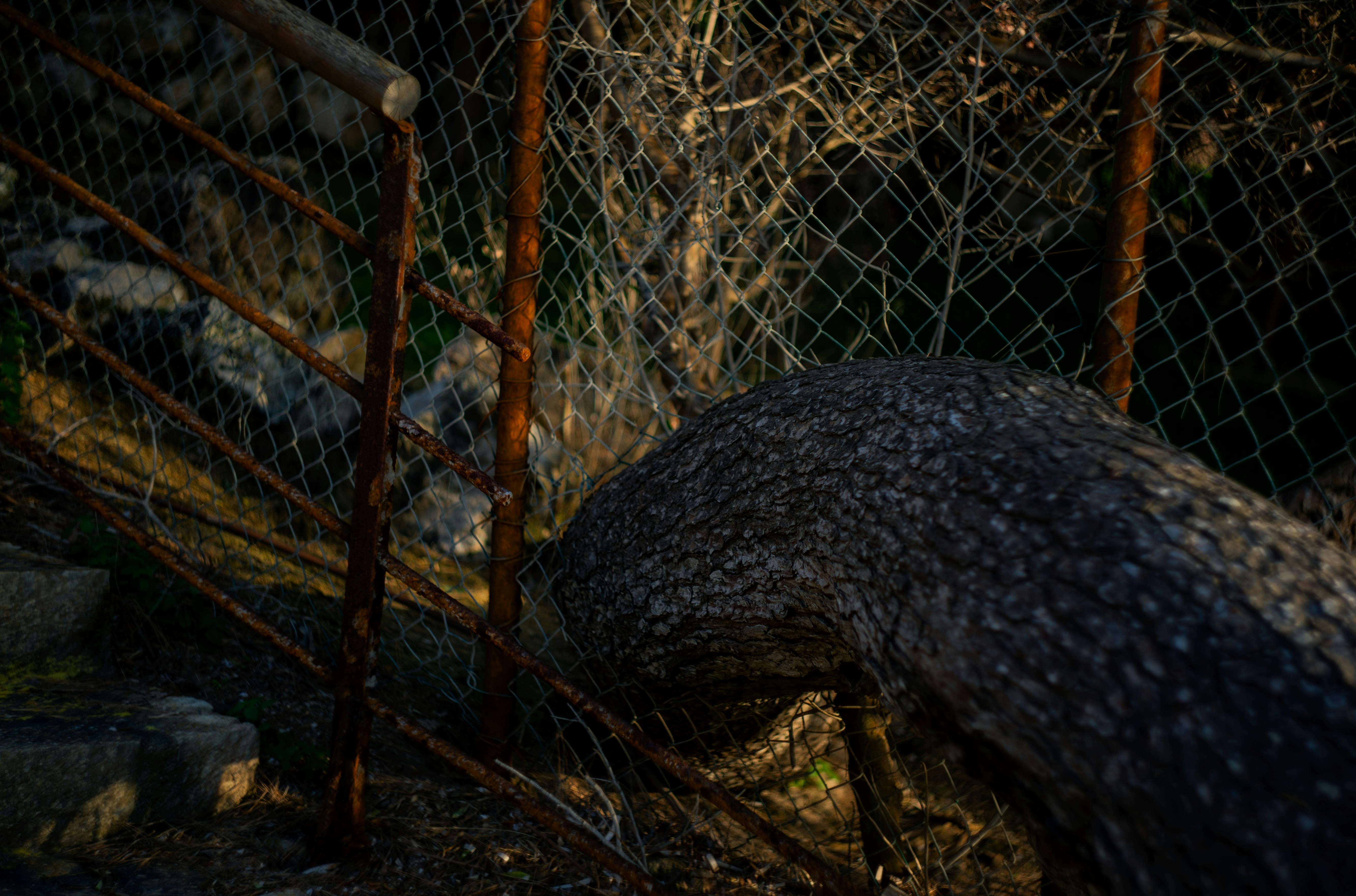 Twisted Fence and Dark Canal: A Log’s Quiet Journey
