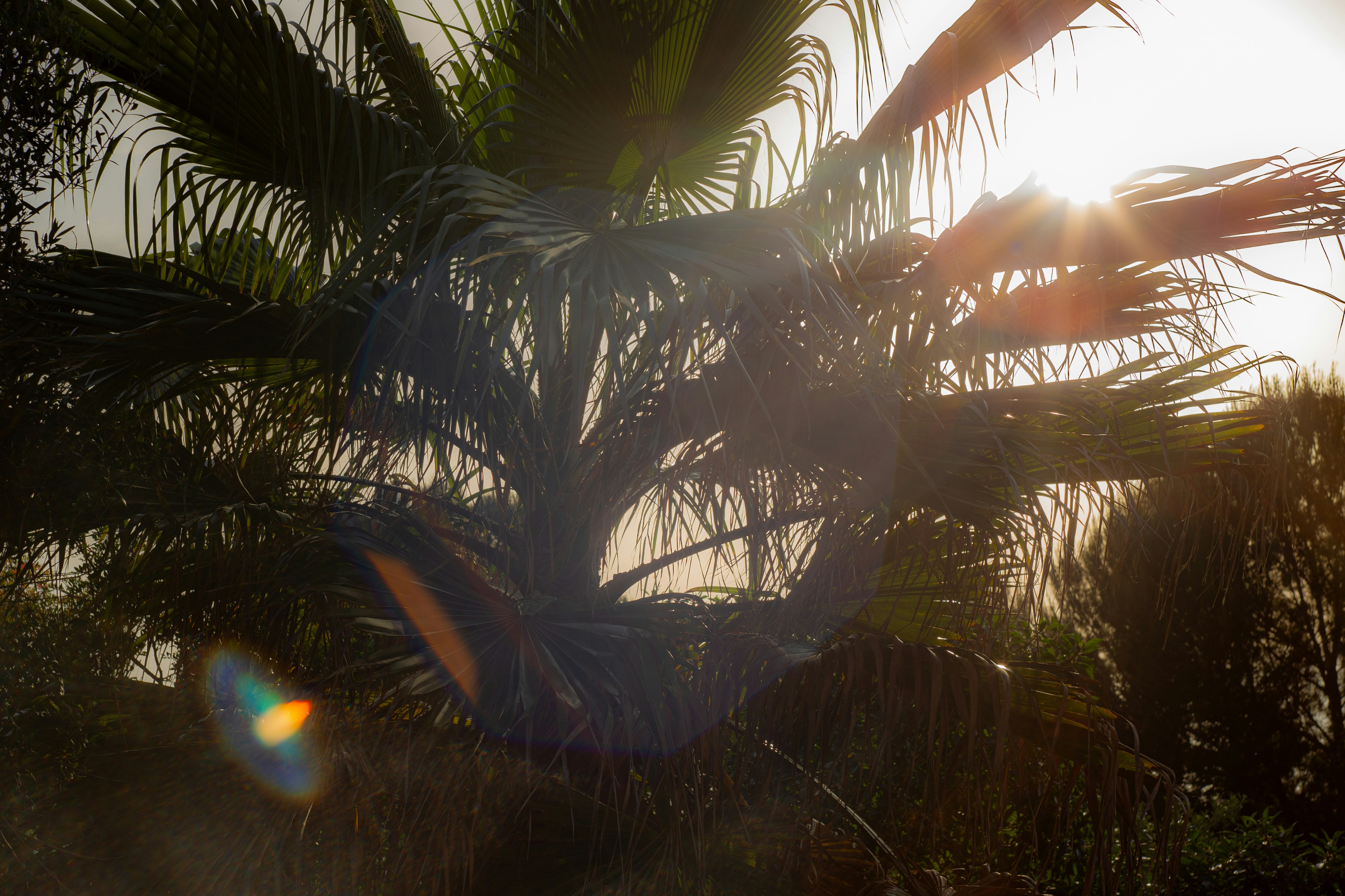 Sunlit Ferns and Fractured Light: A Palm Oasis Kissed by Dawn