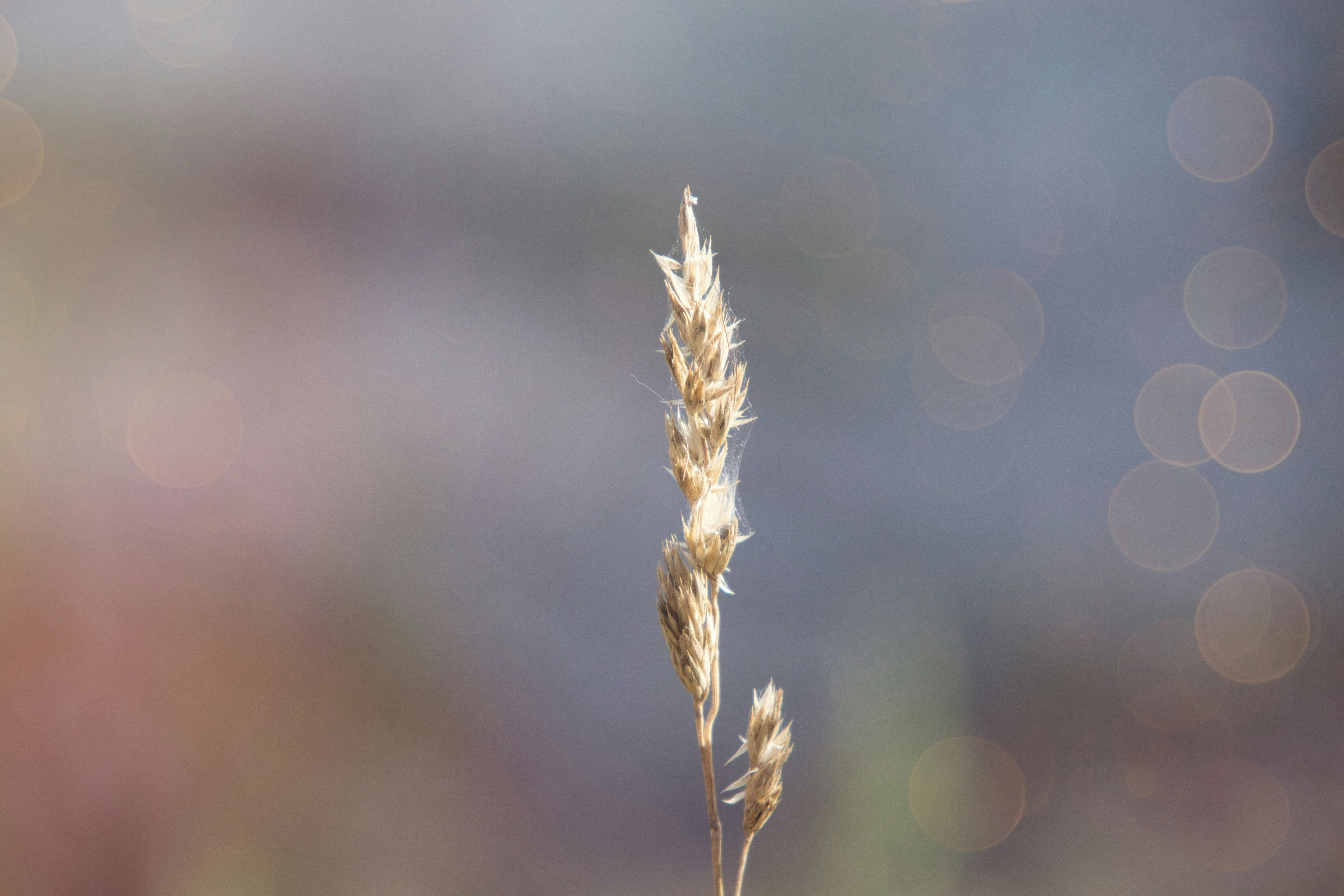 Lonely Reed in Soft Focus Dawn