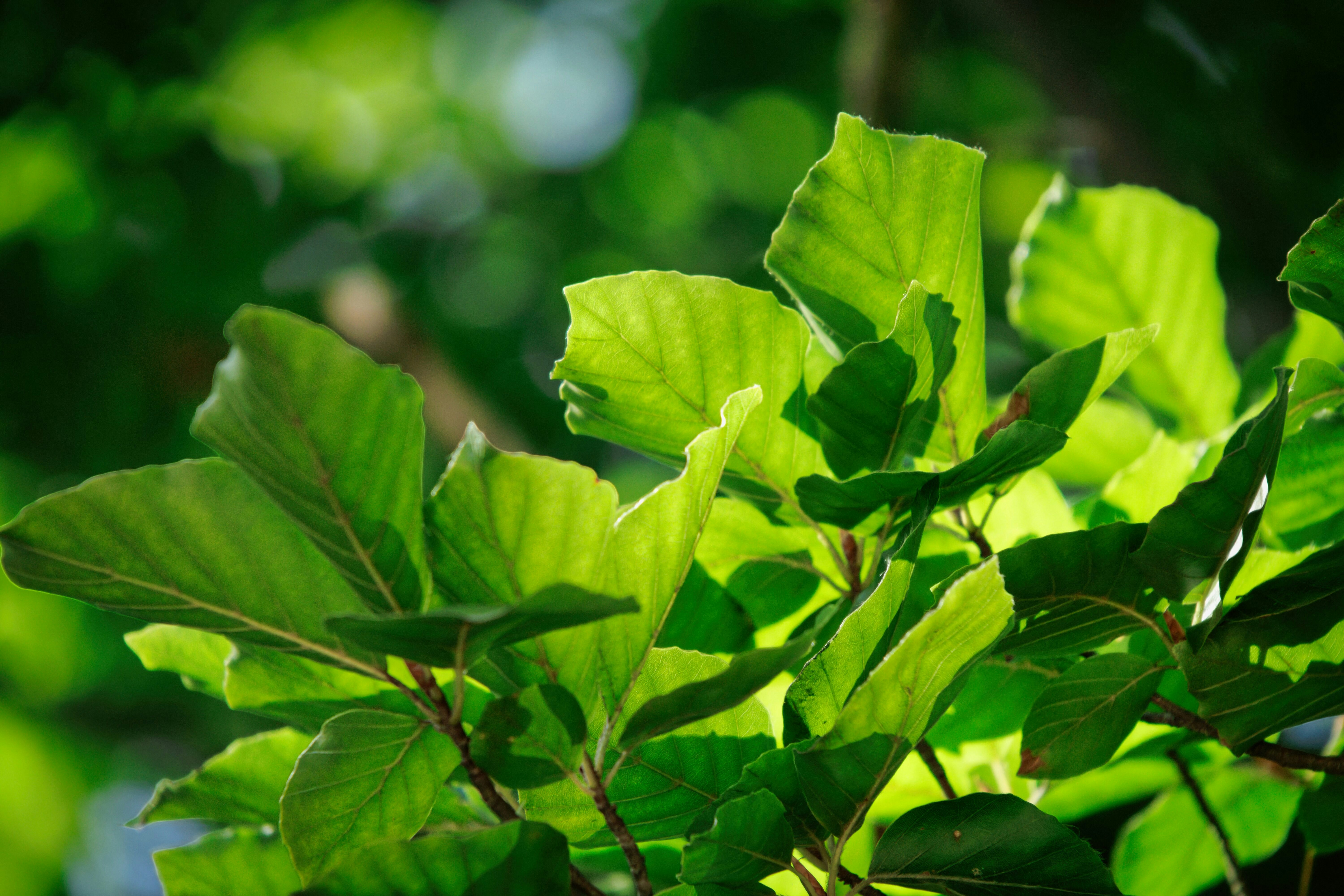 Sunlit Leaves in a Quiet Green Canopy