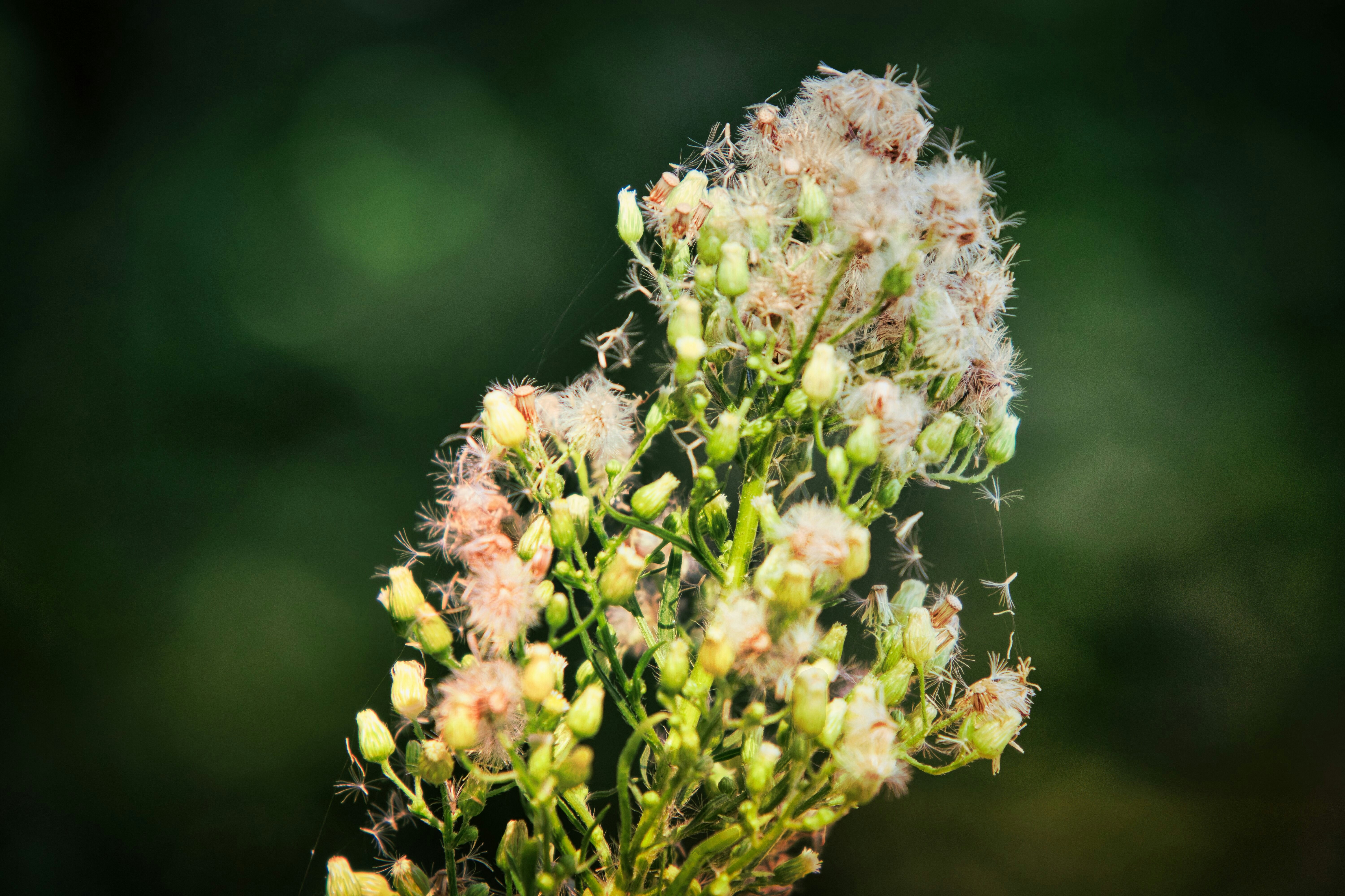 Soft-dawn bloom: a cluster of fluffy seed heads against a green hush