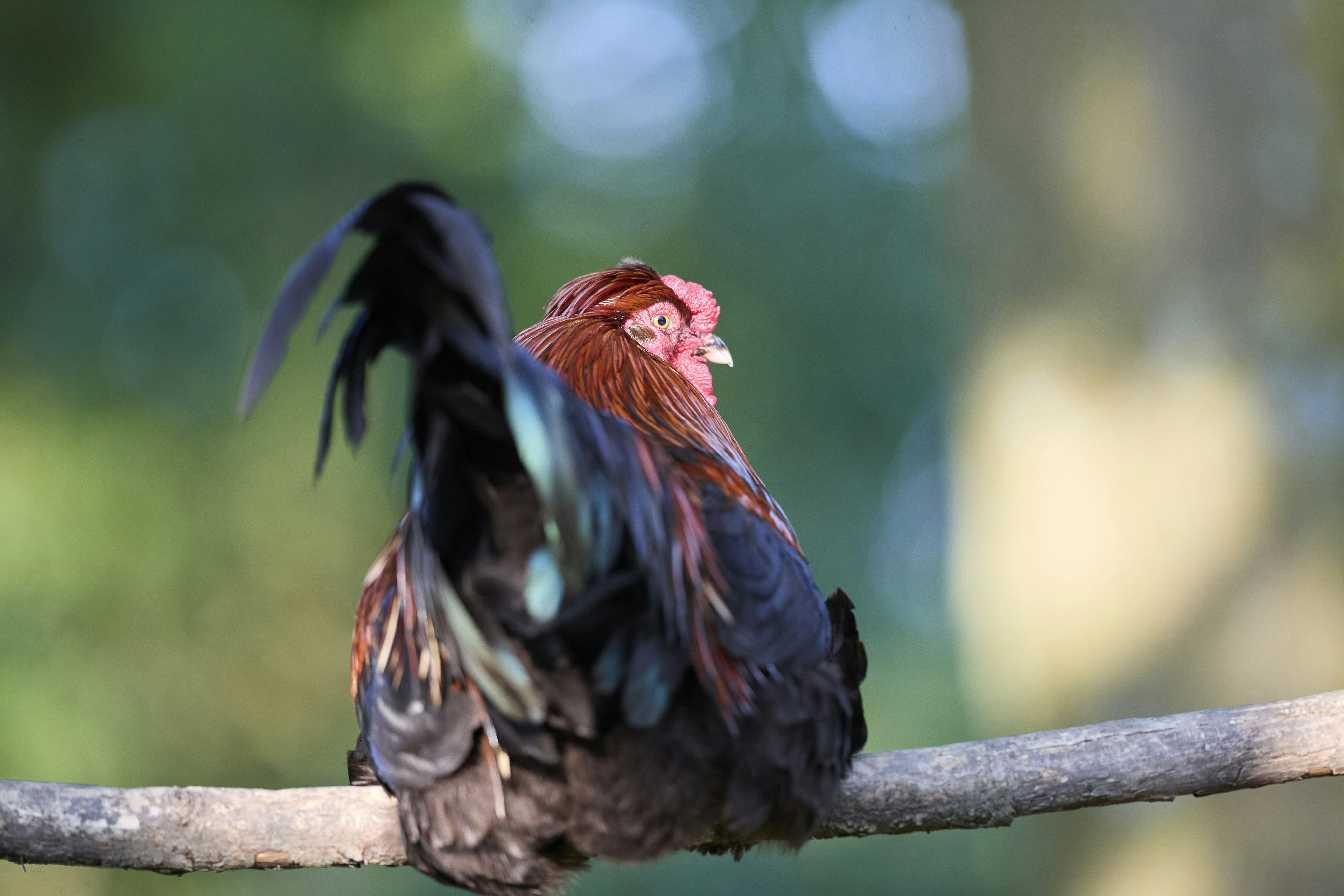 Roosting Red — A Rooster Resting on a Branch with Rich Feather Detail