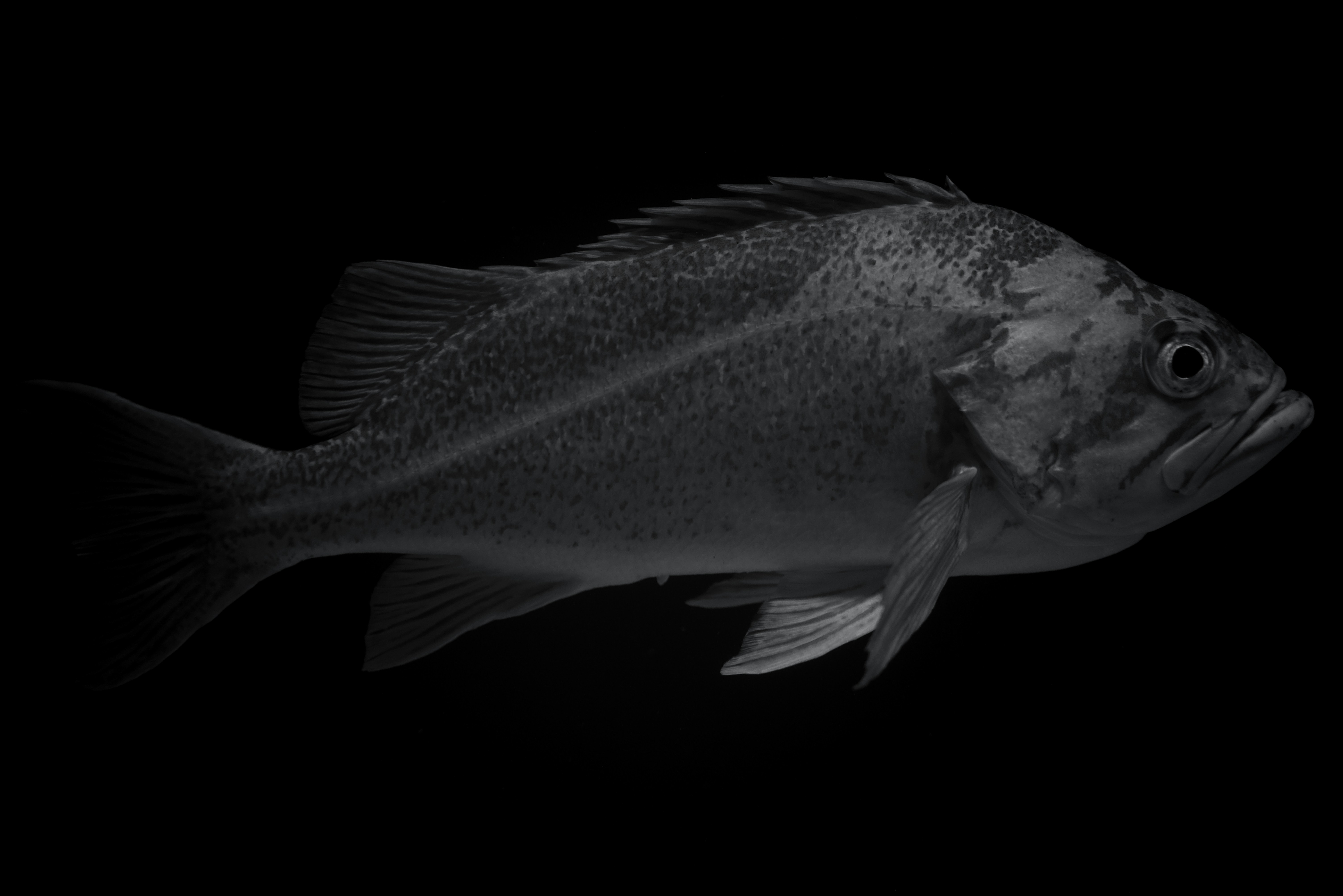 Midnight Predator: A Luminous Silhouette of a Reef Bass