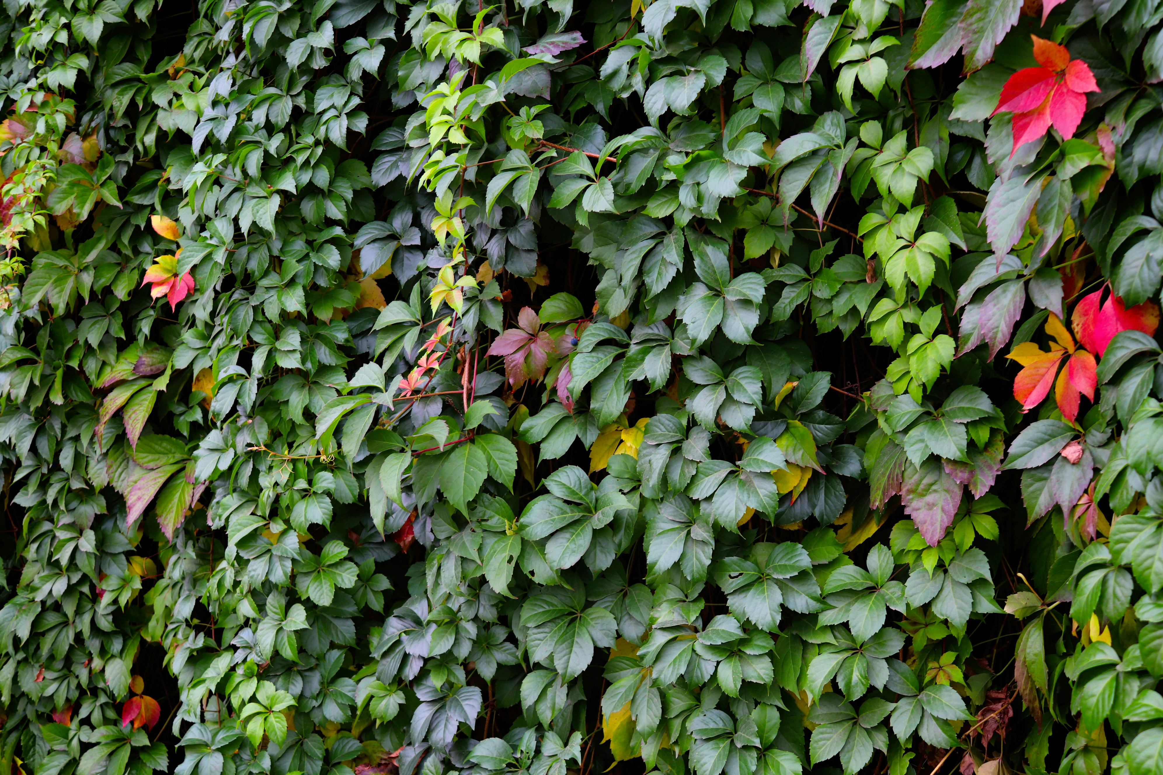 Emerald Wall with Echoes of Autumn
