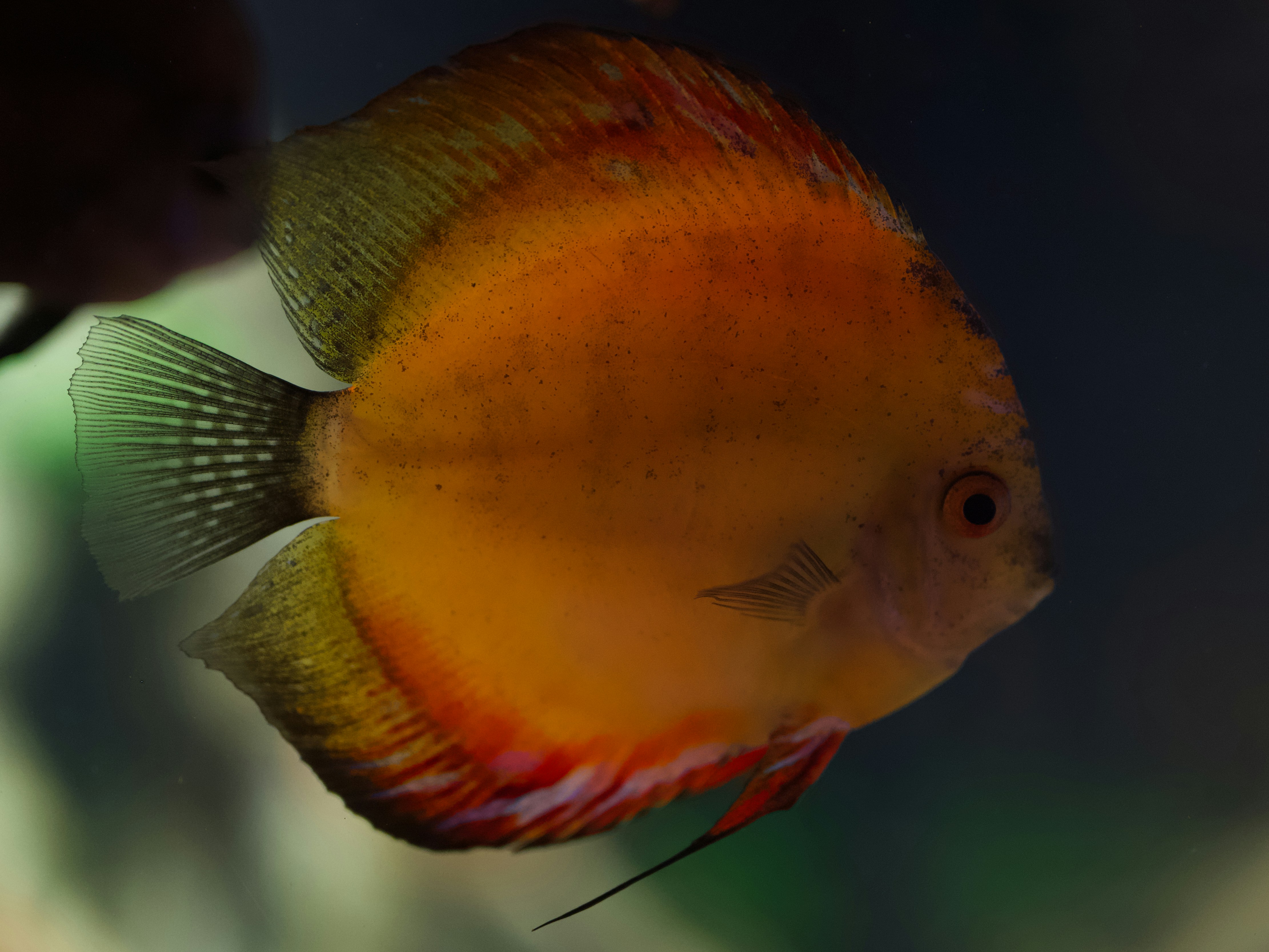 Amber Discus in Subtle Backlit Glow