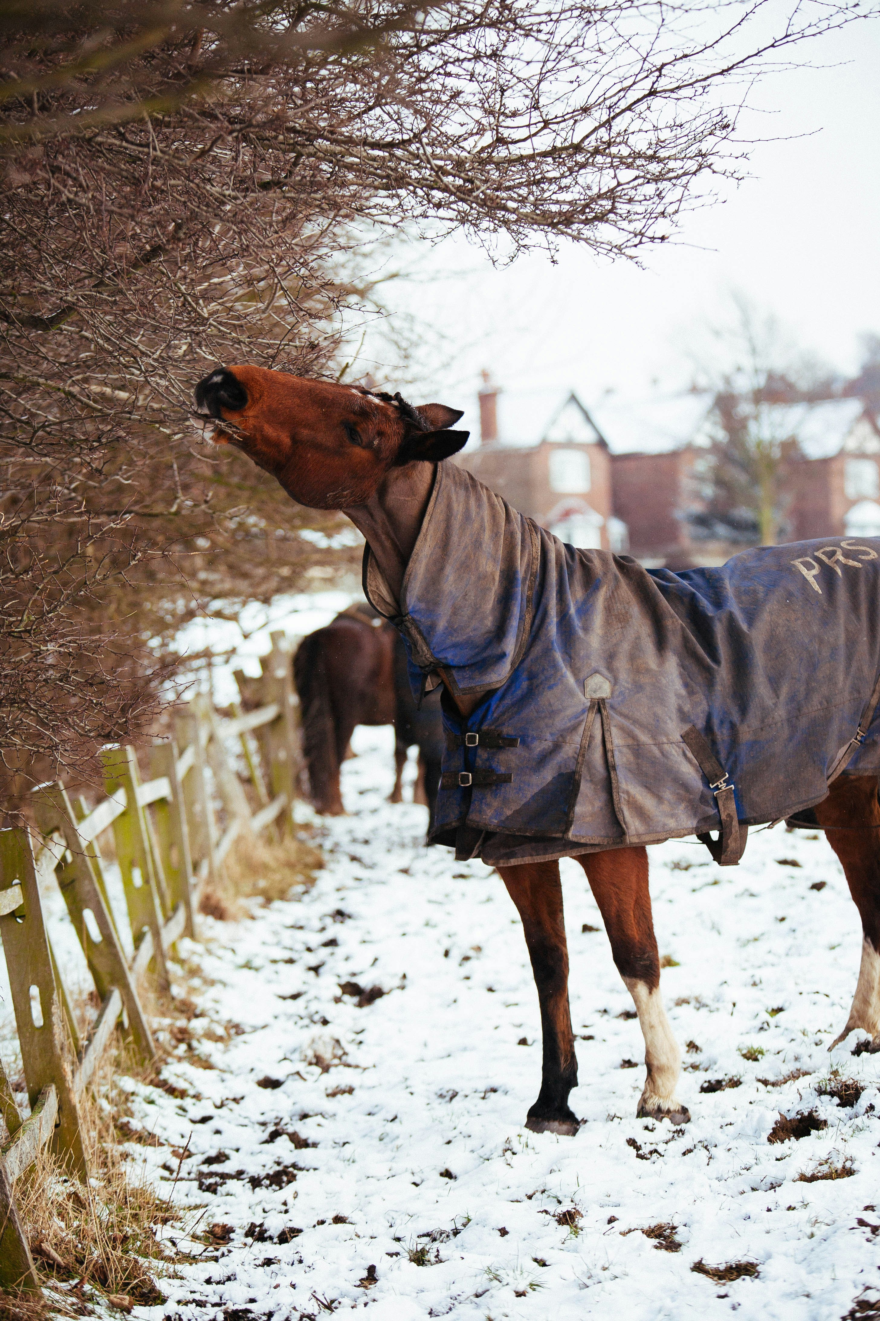 Winter Stroll: A Horse in a Snow-Dusted Lane