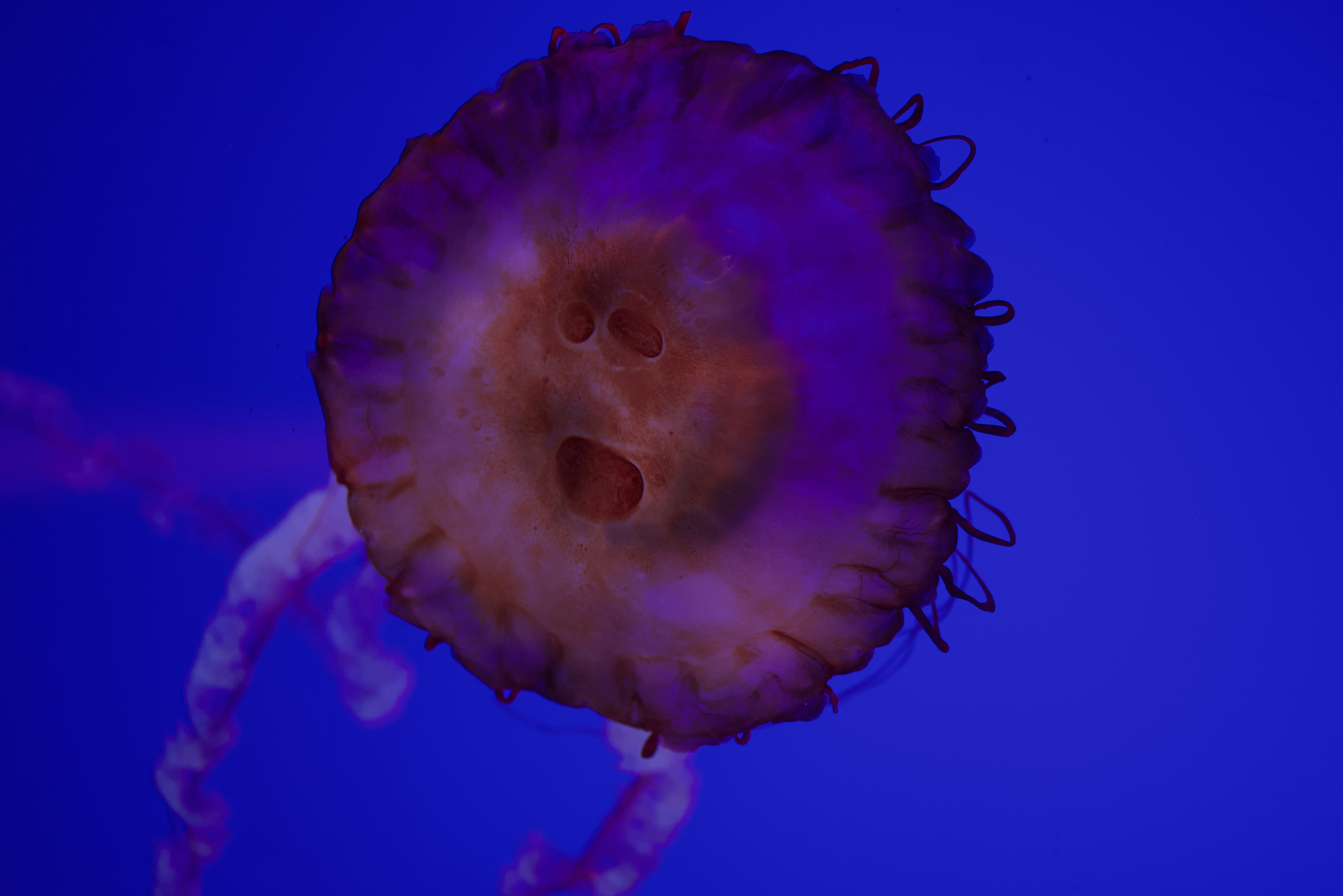 Moonlit Medusa: a jellyfish in deep blue trance