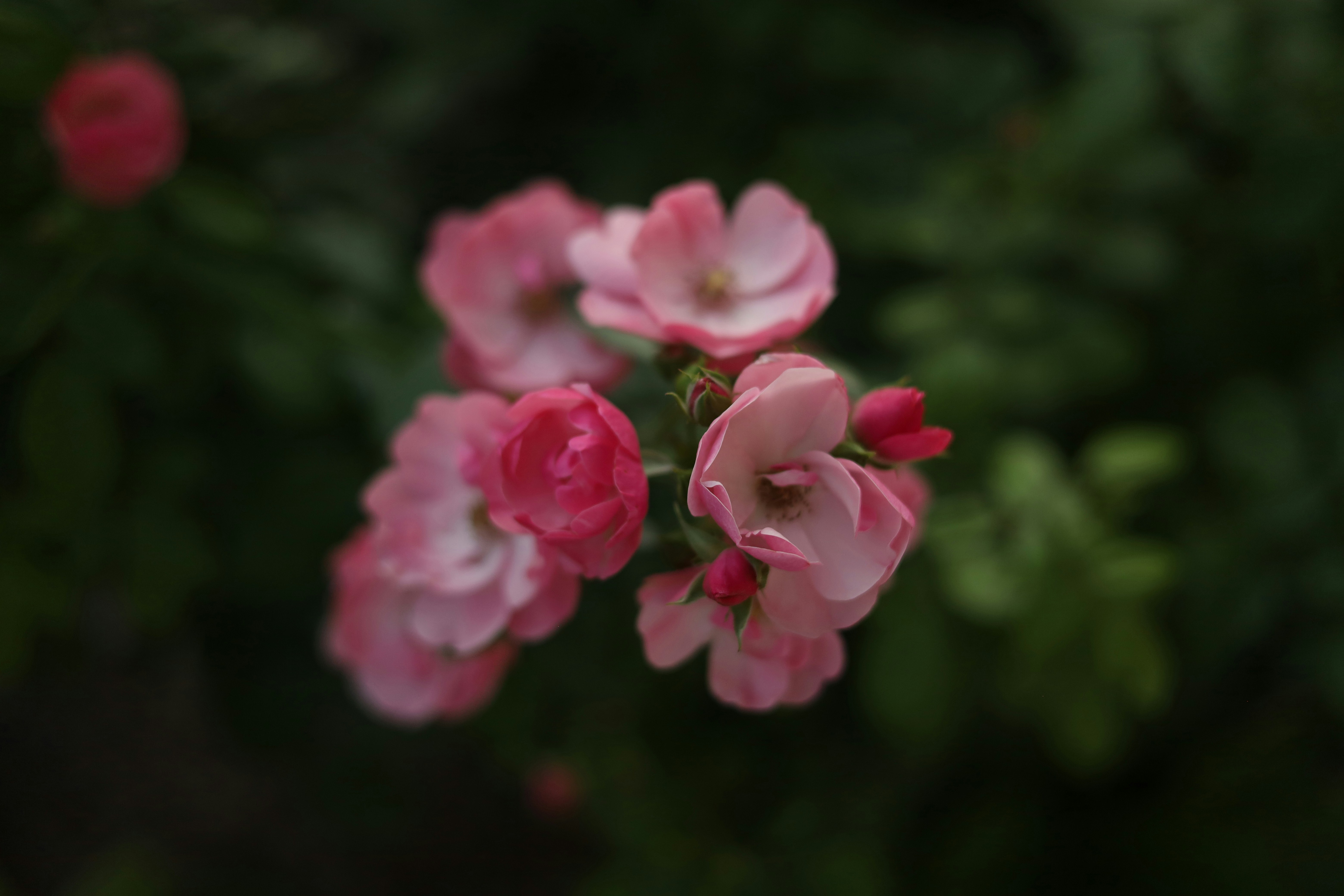 Blush bloom cluster in soft evening light