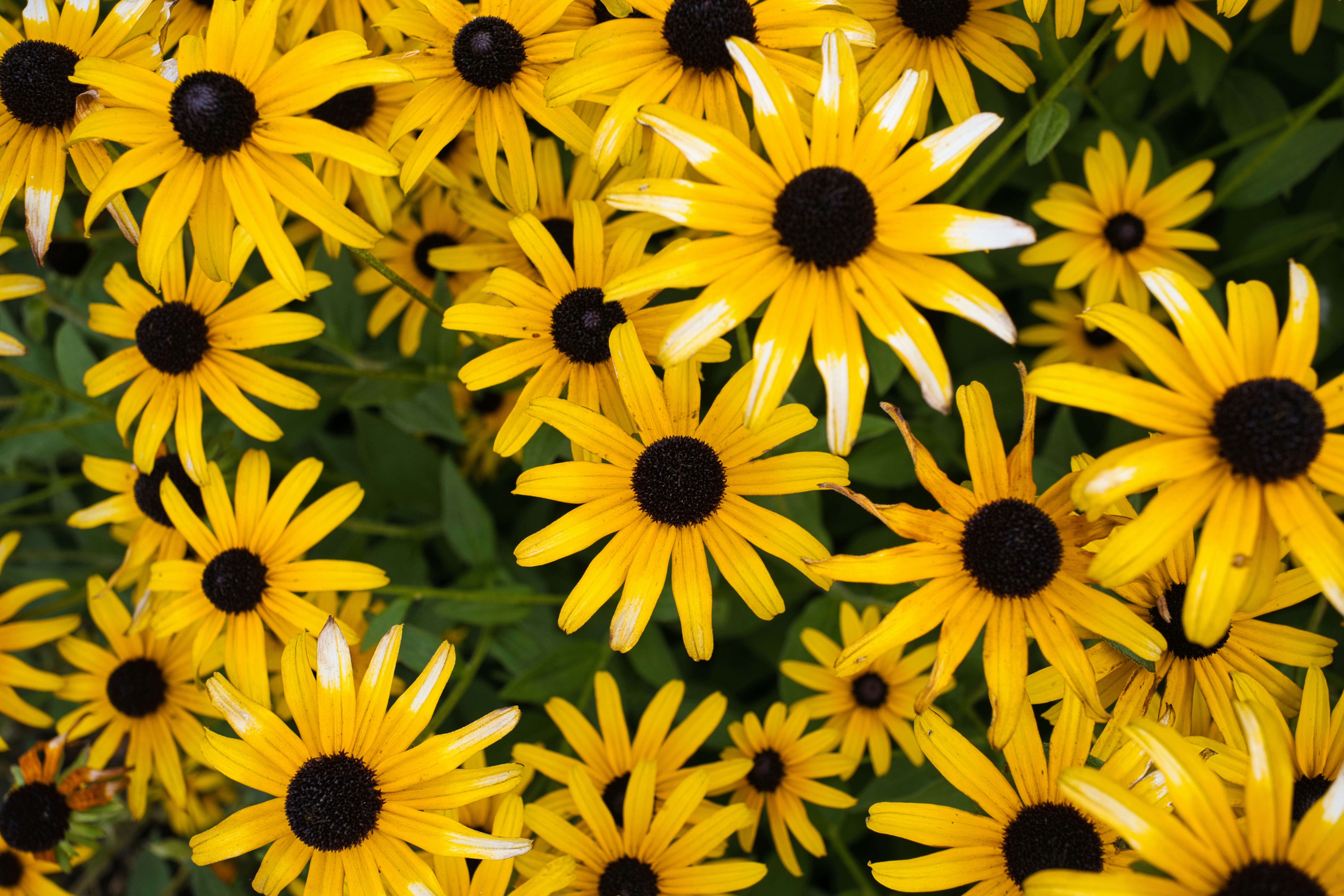 Sunlit Genius: A Field of Radiant Yellow Daisies
