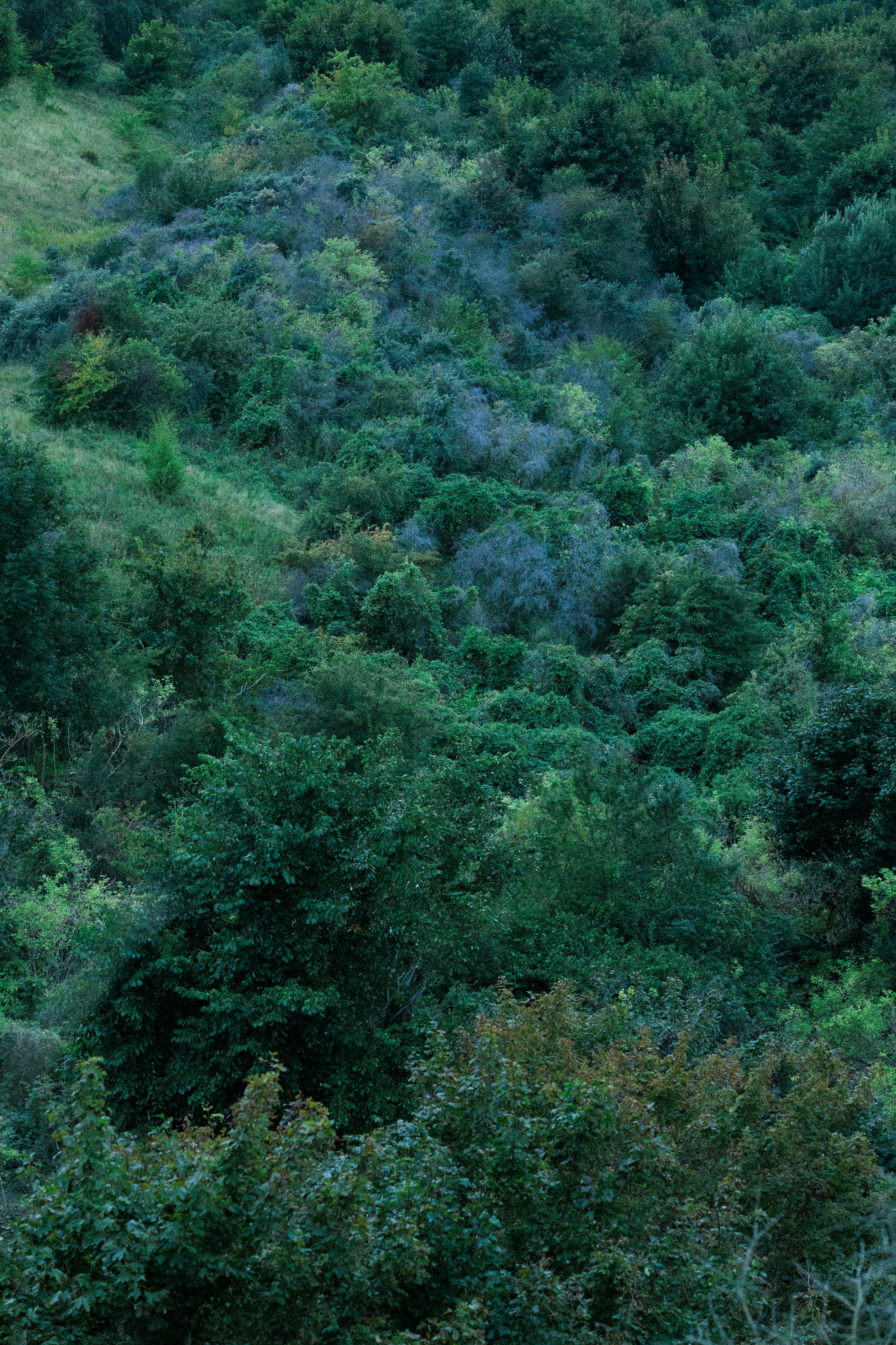 Verdant Slopes: A Quiet Tangle of Greenery