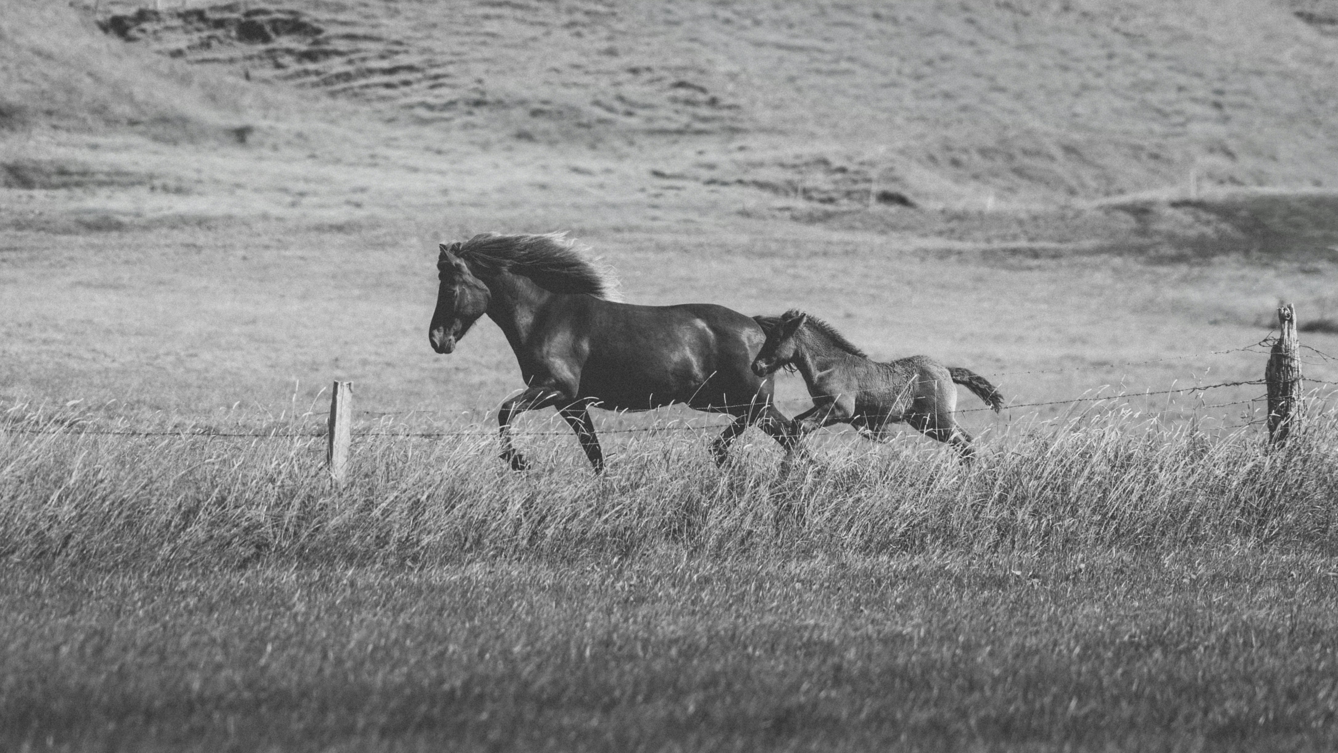 A grayscale scene of a mare and foal running through tall grass in an open field, with a distant fence post and hilly background.