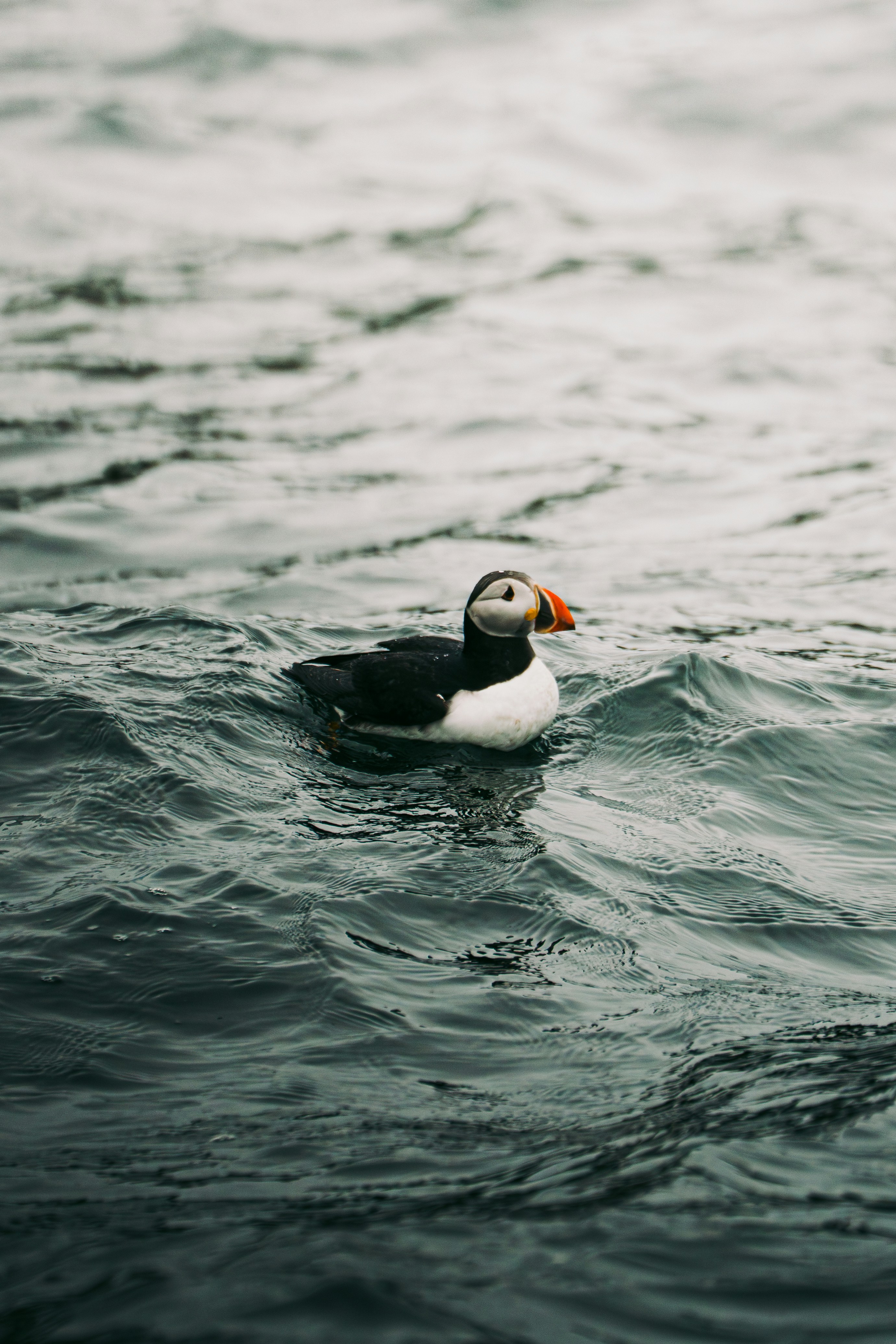 Lonely Puffin Riding Rollers of the North Atlantic