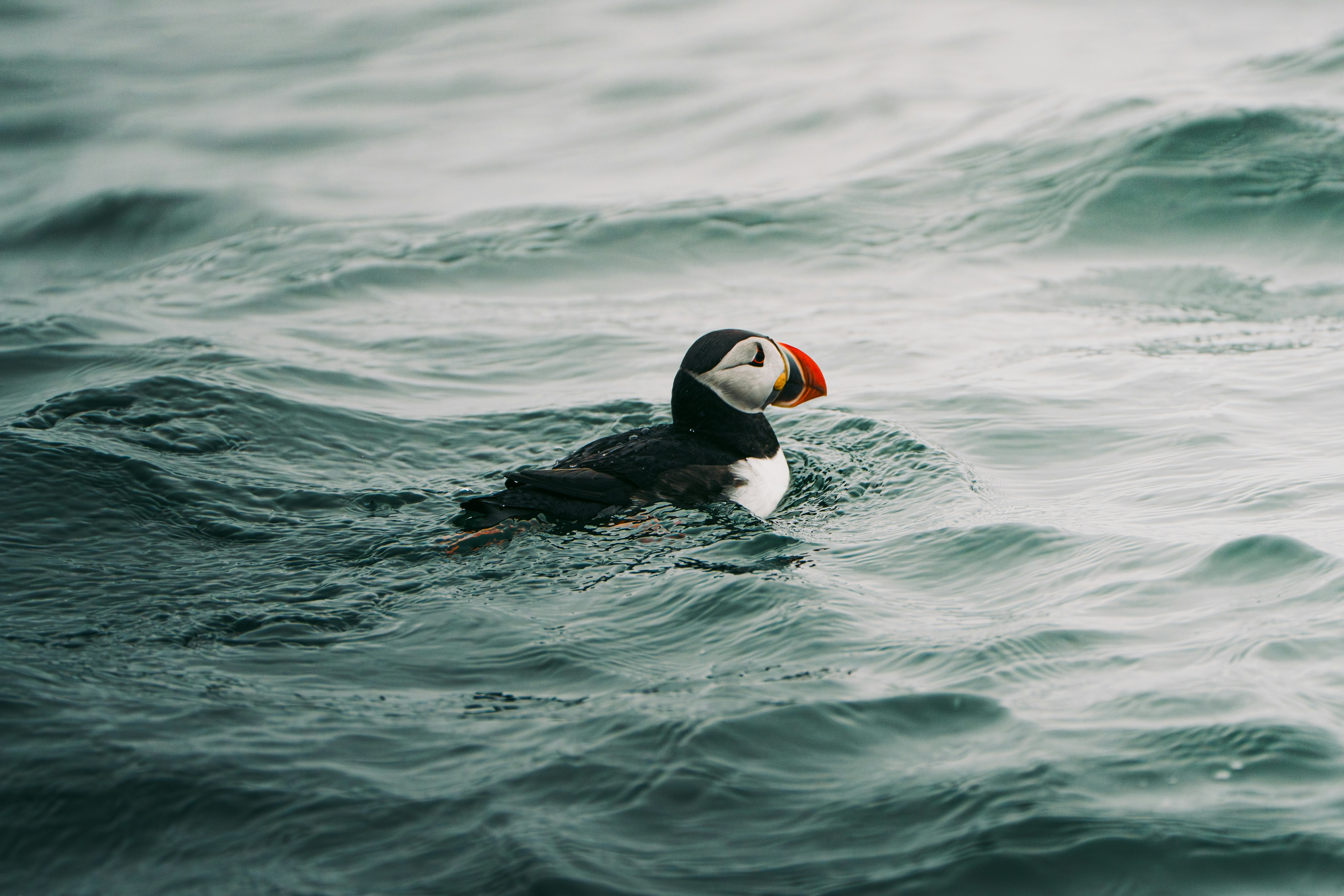 A lone puffin cuts a wake across teal seas