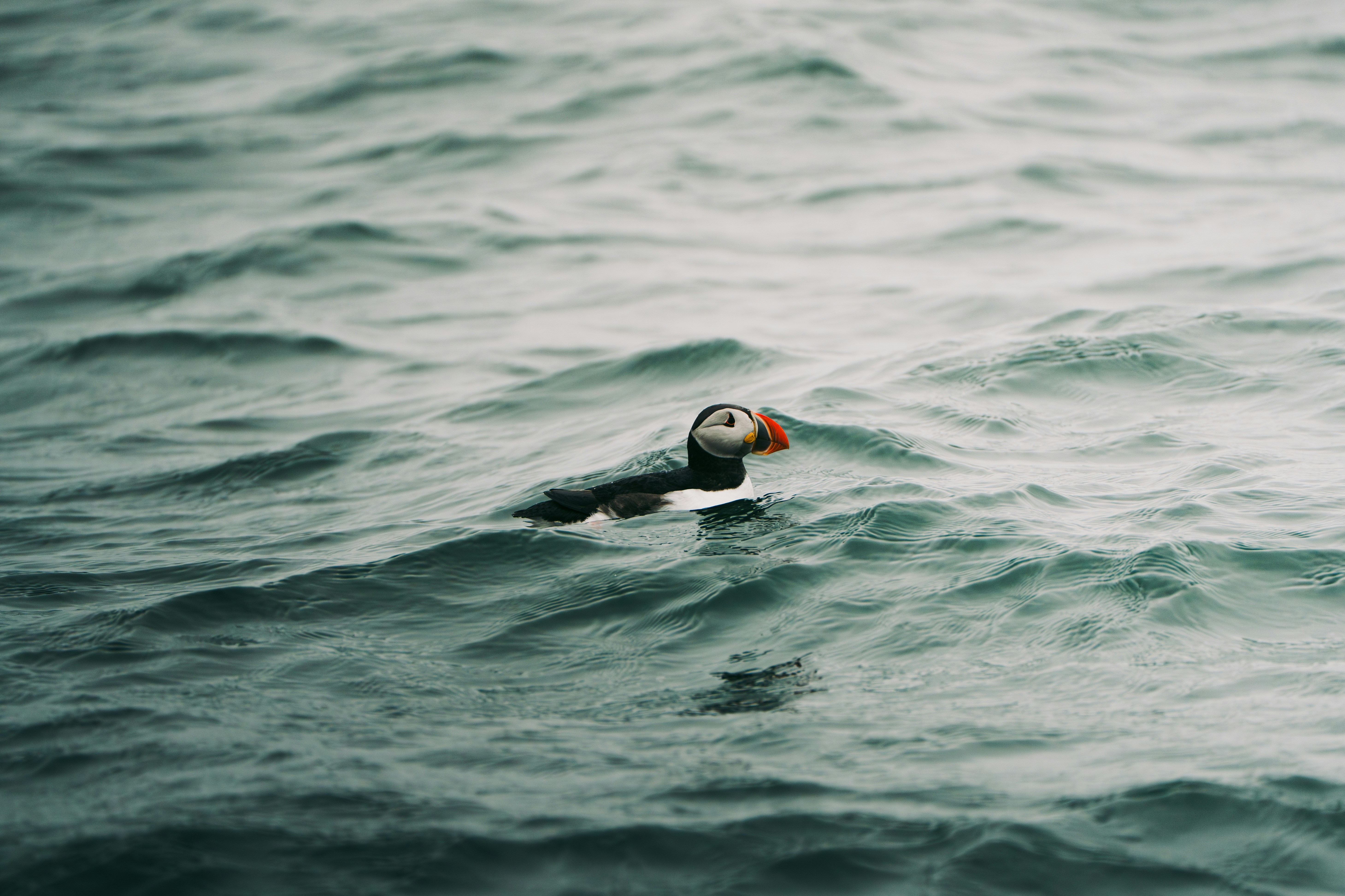 Lonely Puffin Riding a Cresting Wave