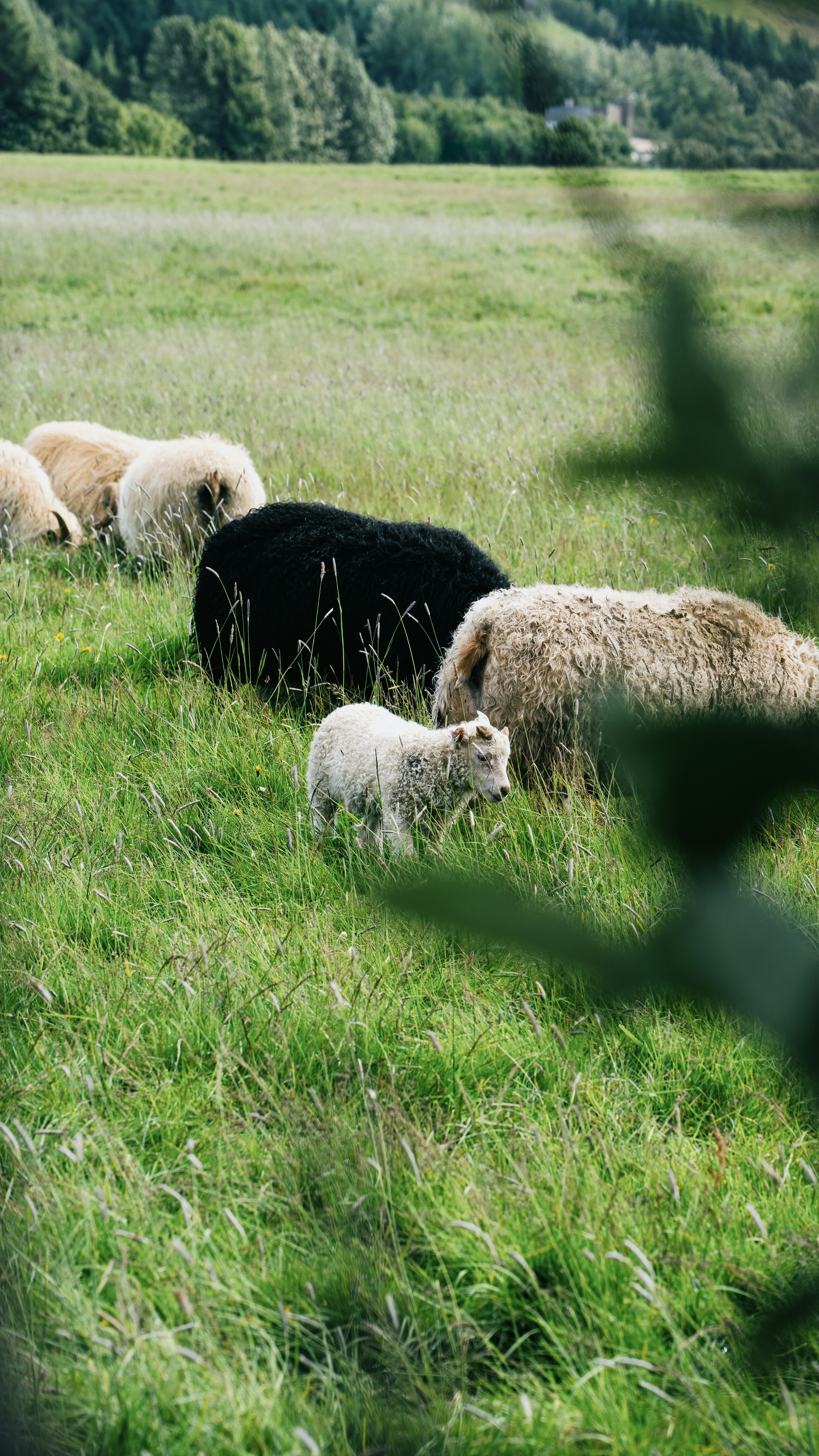 Pasture Parade: A Flock in Quiet Light