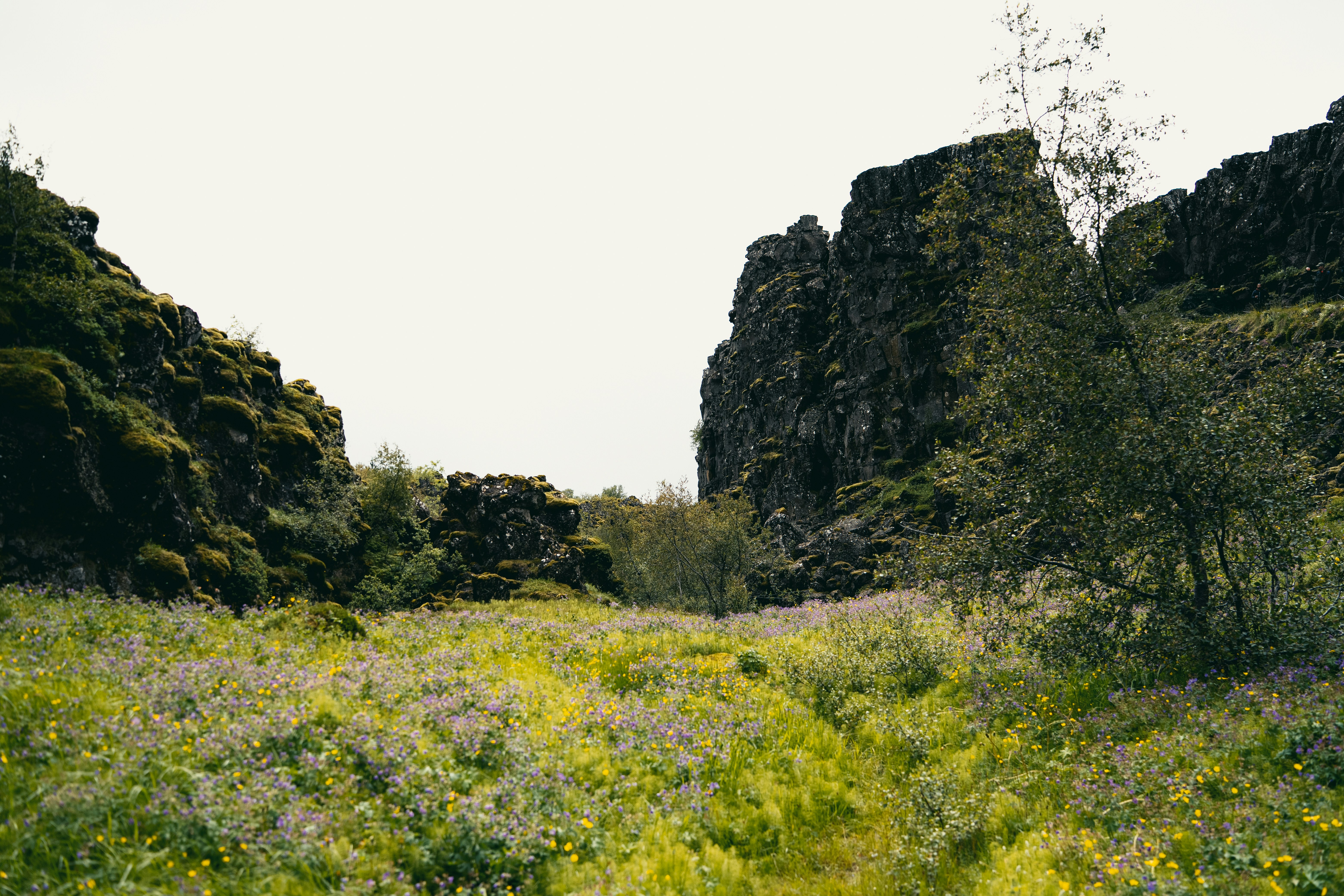 Field of Wildflowers Framed by Old Stone Spires