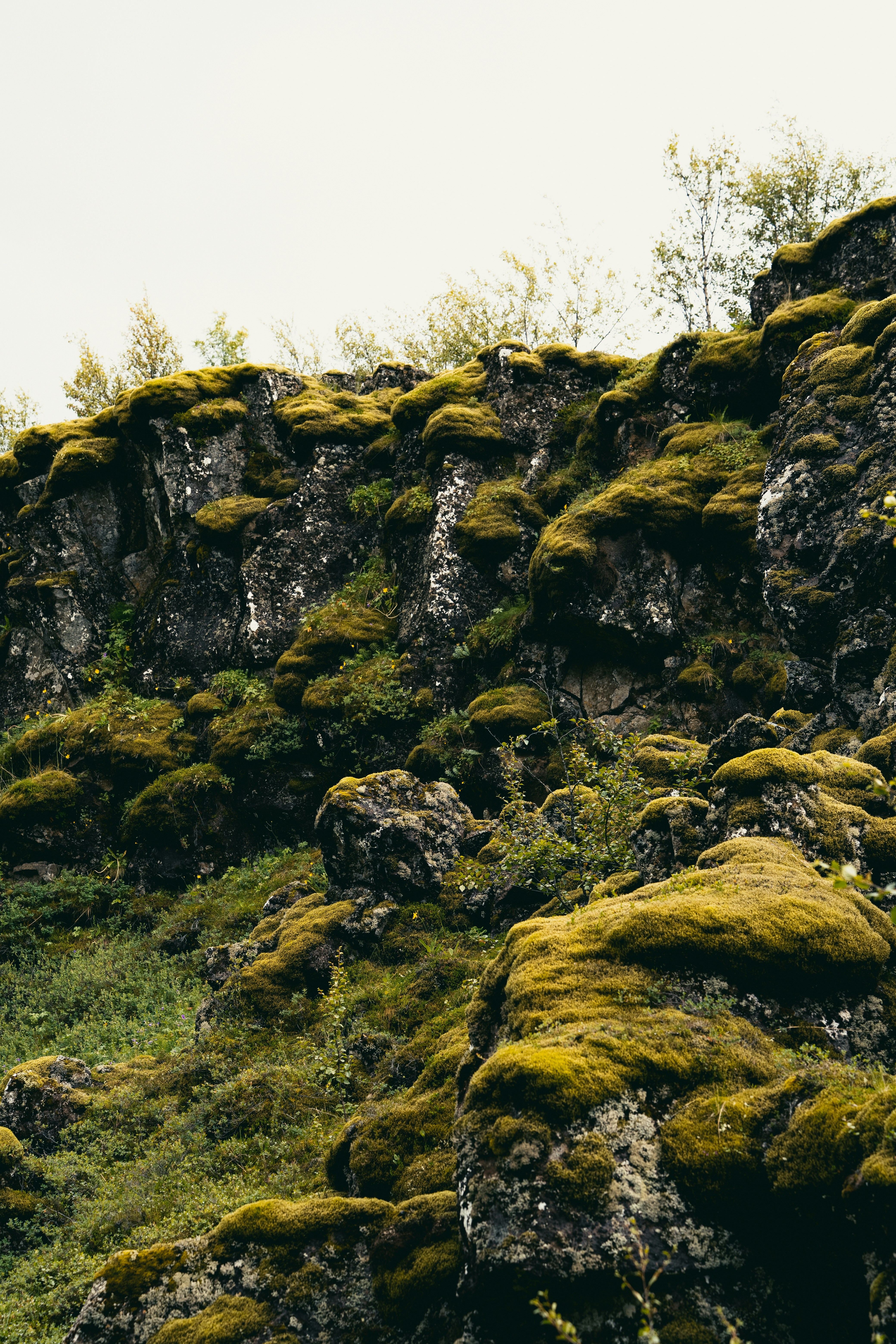 Dark volcanic rocks covered in thick green moss on a hillside