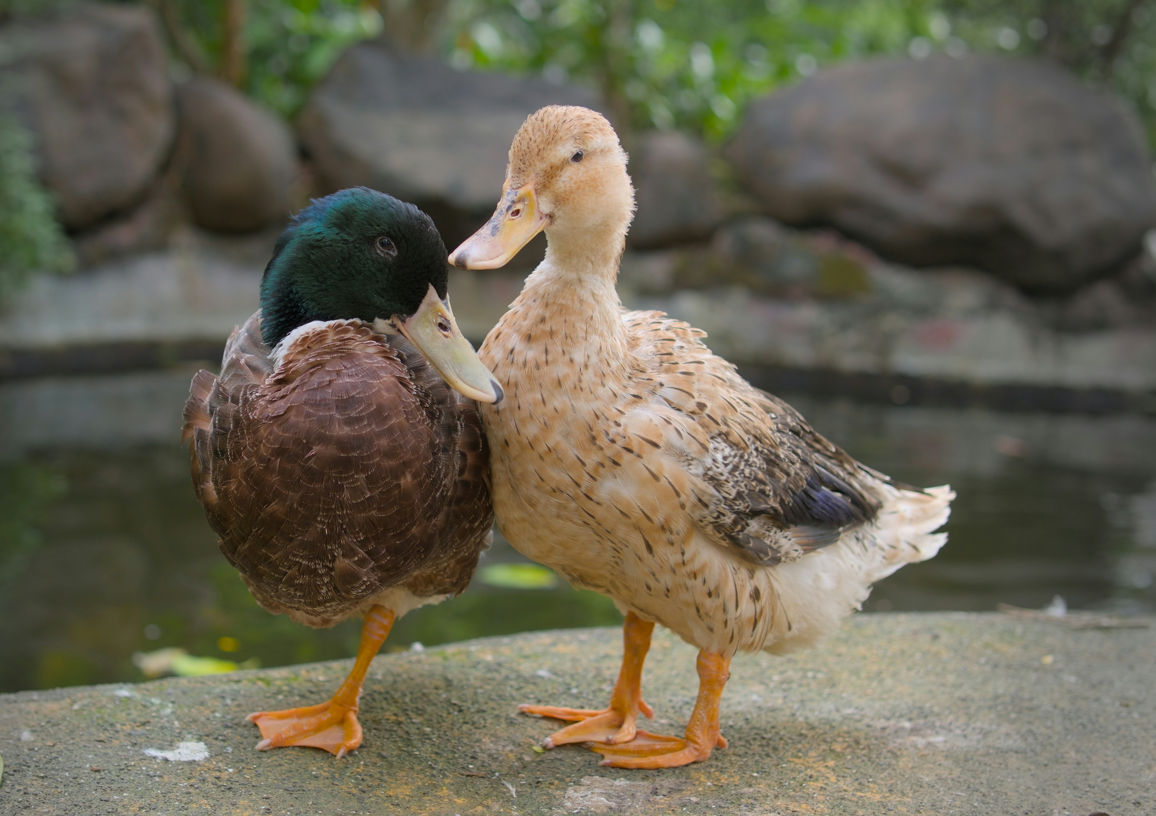 Duo on the Brink: A Duck’s Gentle Moment by the Pond
