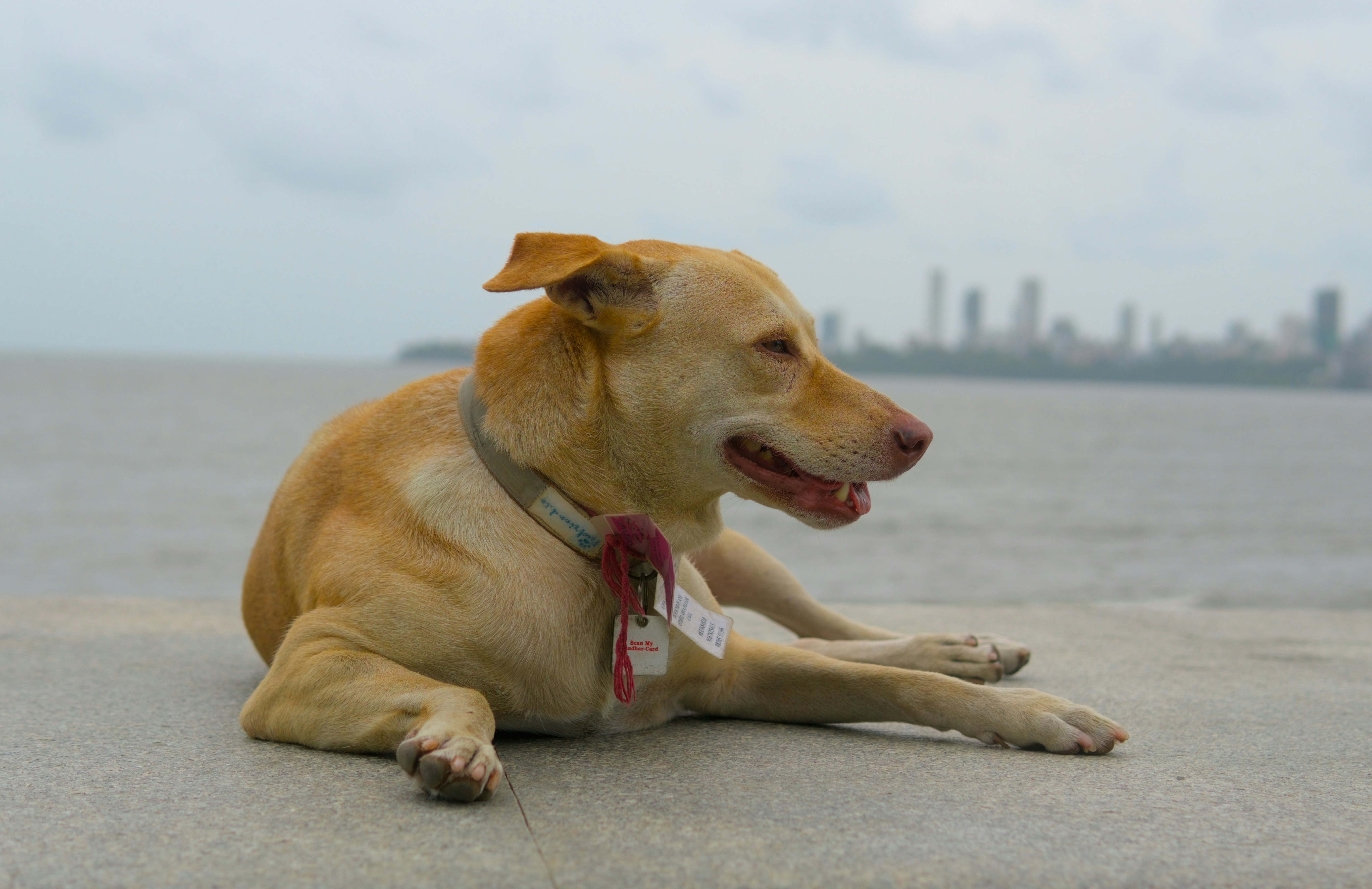 Relaxed Beach Companion: A golden hound at the water’s edge