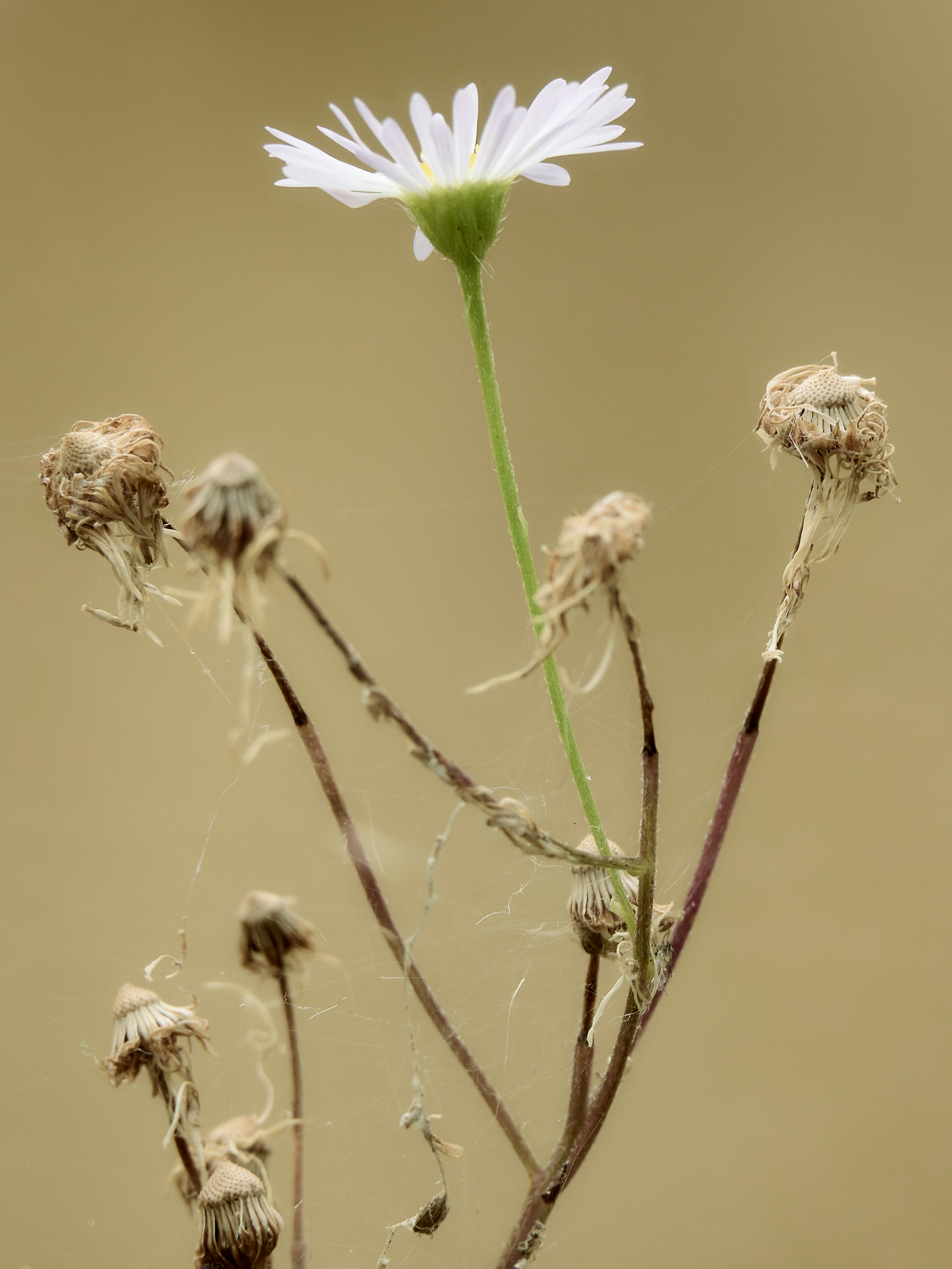 Single White Daisy Crowned Above a Tangle of Withered Stems