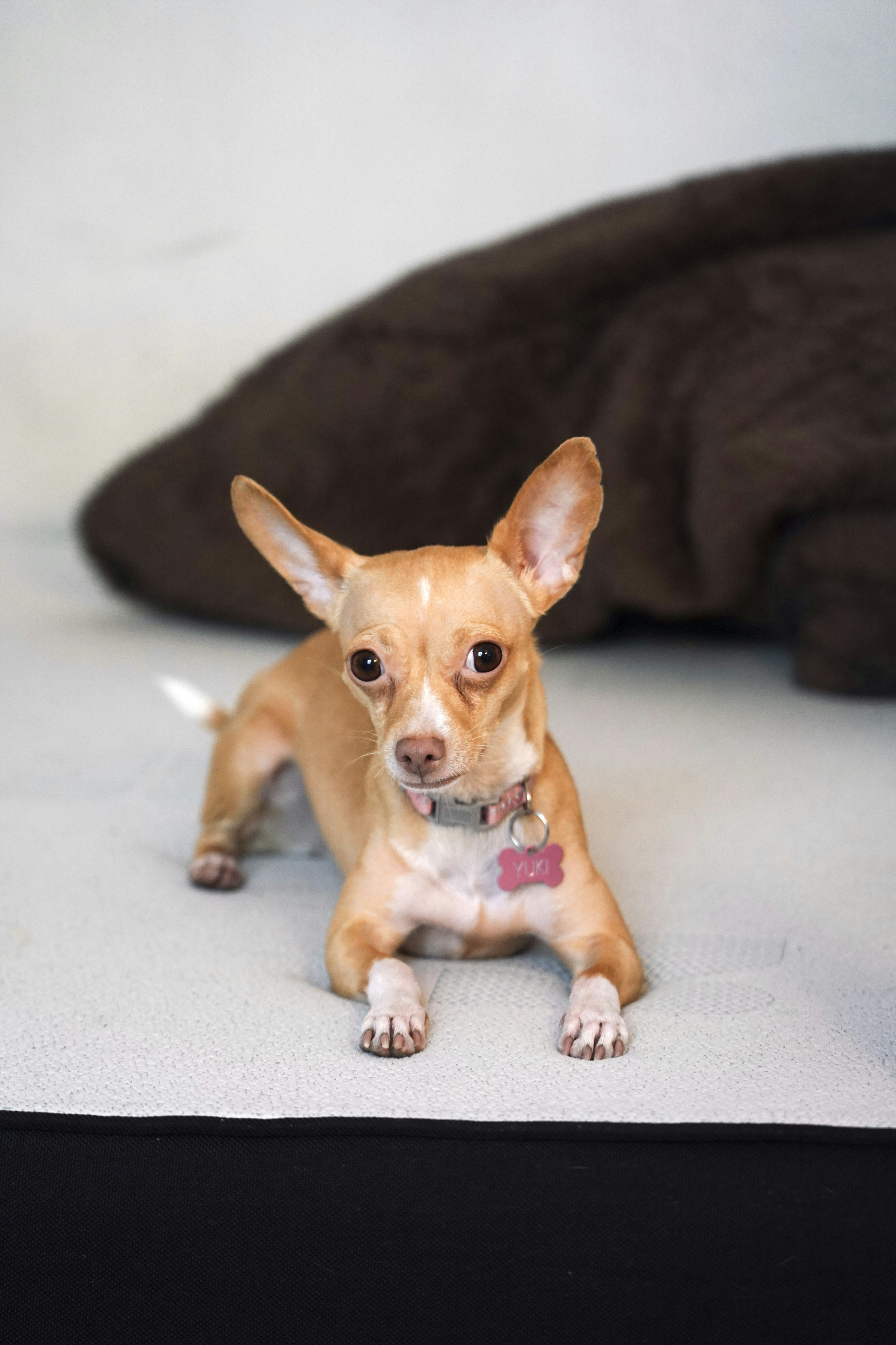 Curious Chihuahua Poses on a Soft Couch in Focus