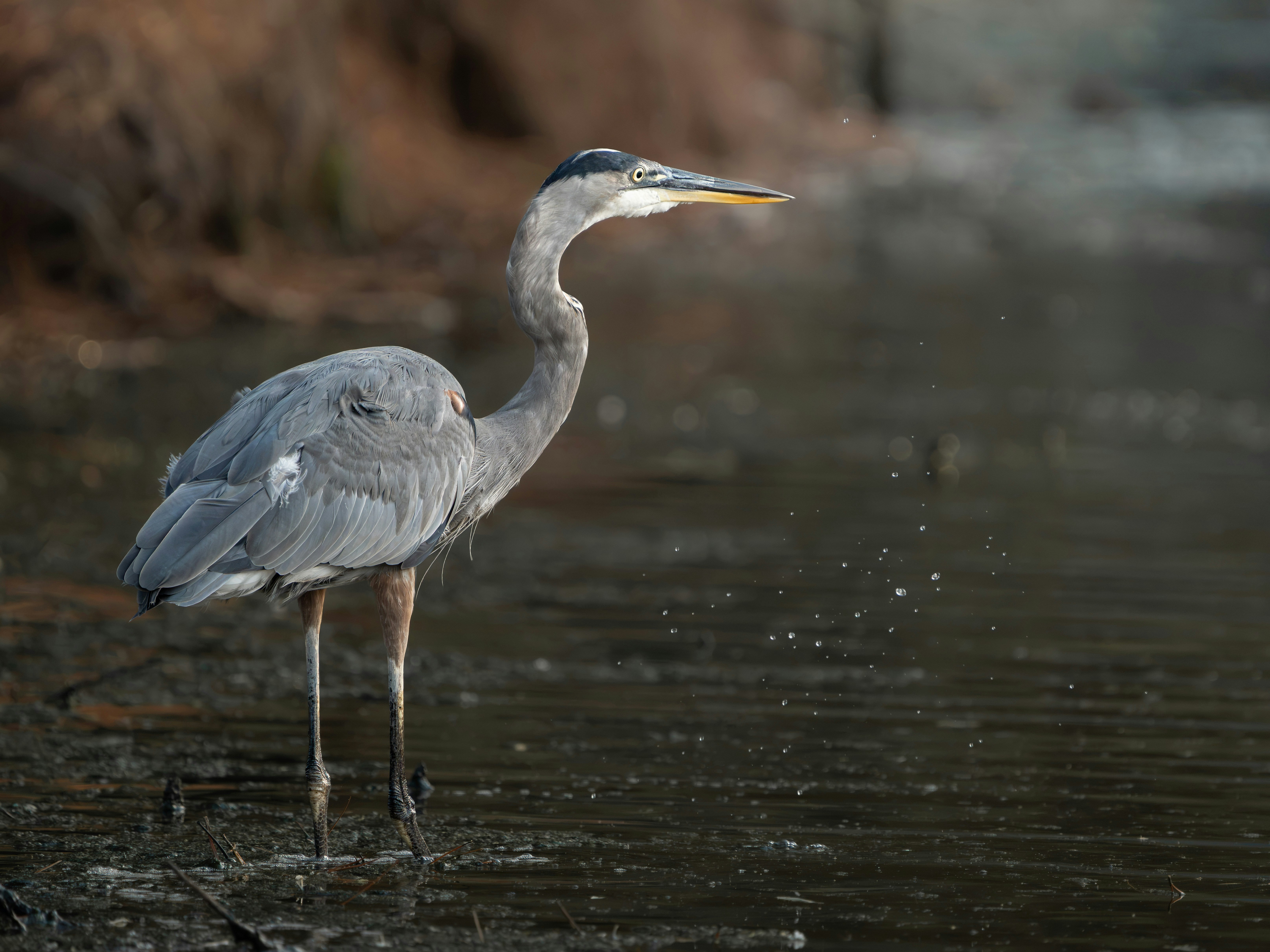 Heron at the Waterside: A Quiet Standoff in Dappled Light