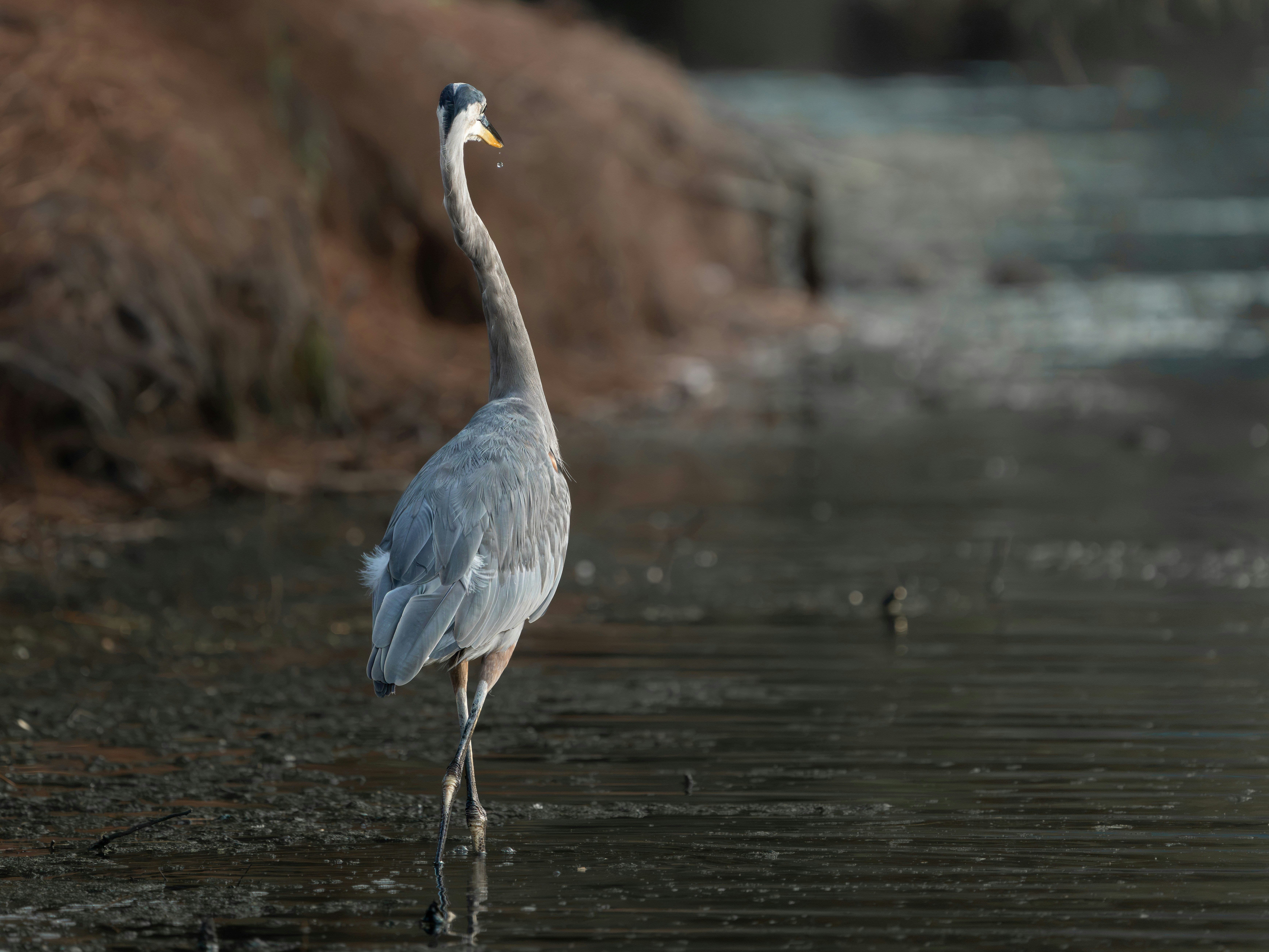 Cerulean Heron in Quiet Water