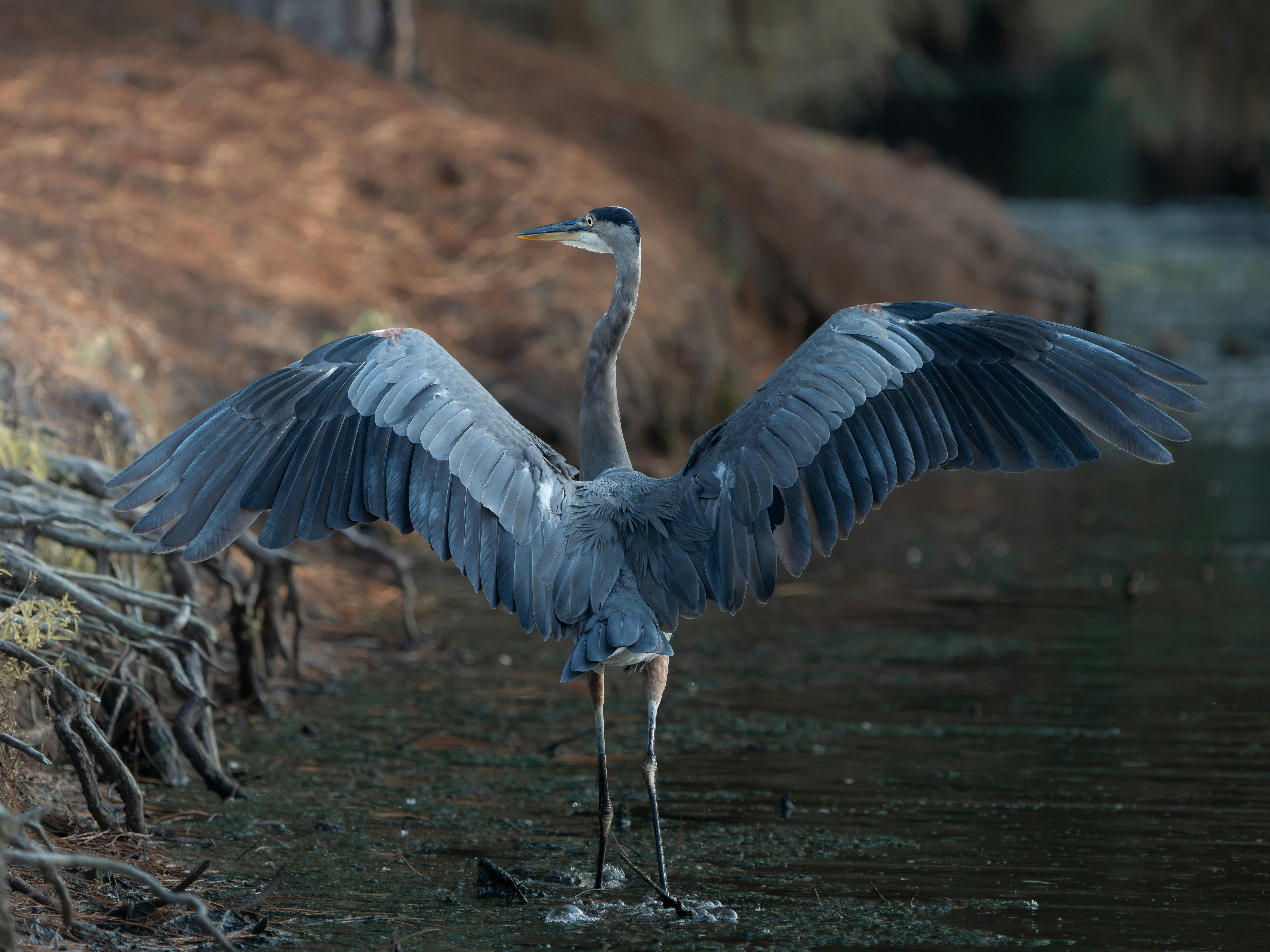 Winged Gaze at the Water's Edge