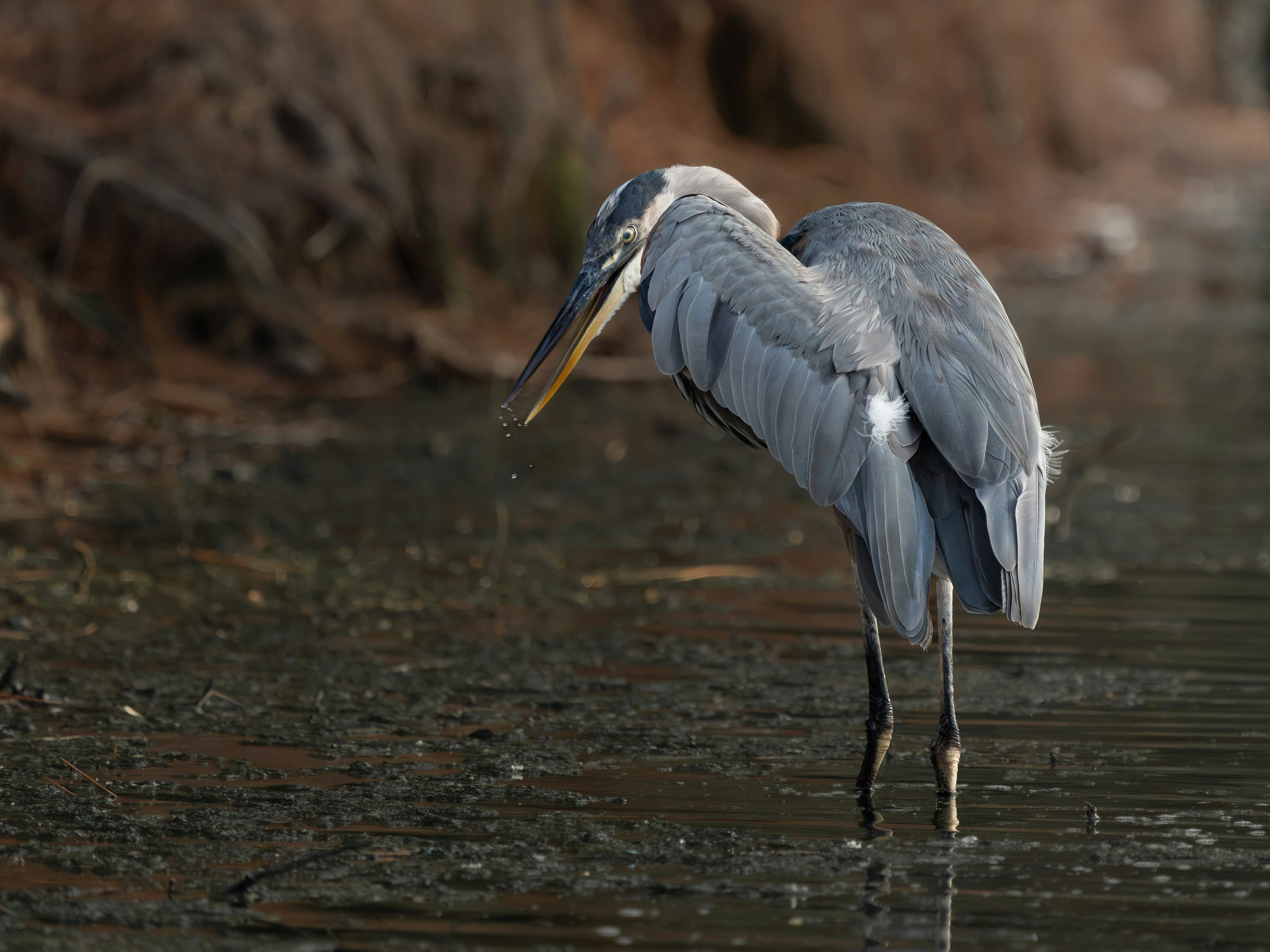 Graceful Stalking: A Grey Heron Pausing Over Quiet Water