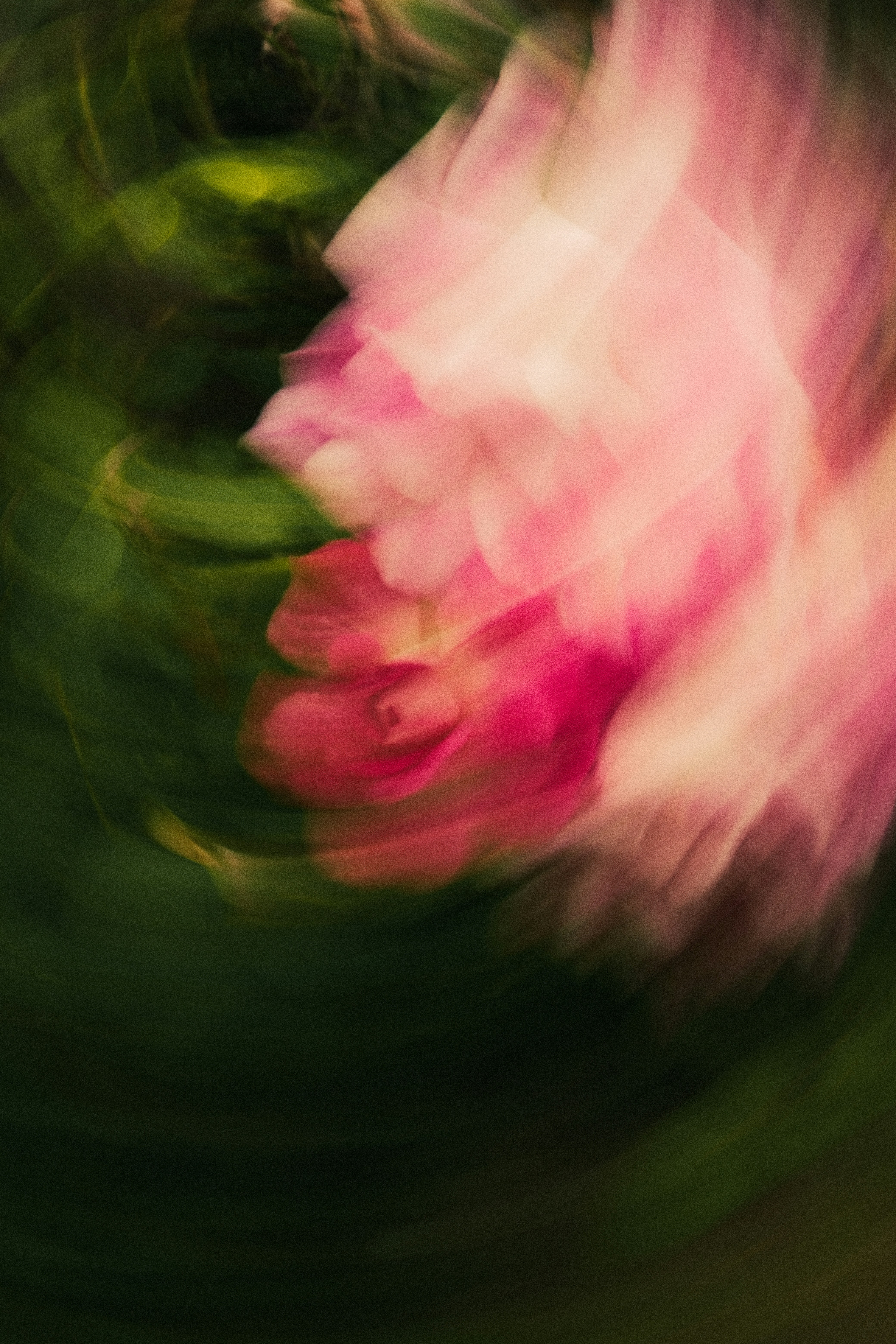 Blurred Bloom: A Soft Whirl of Petals in Motion