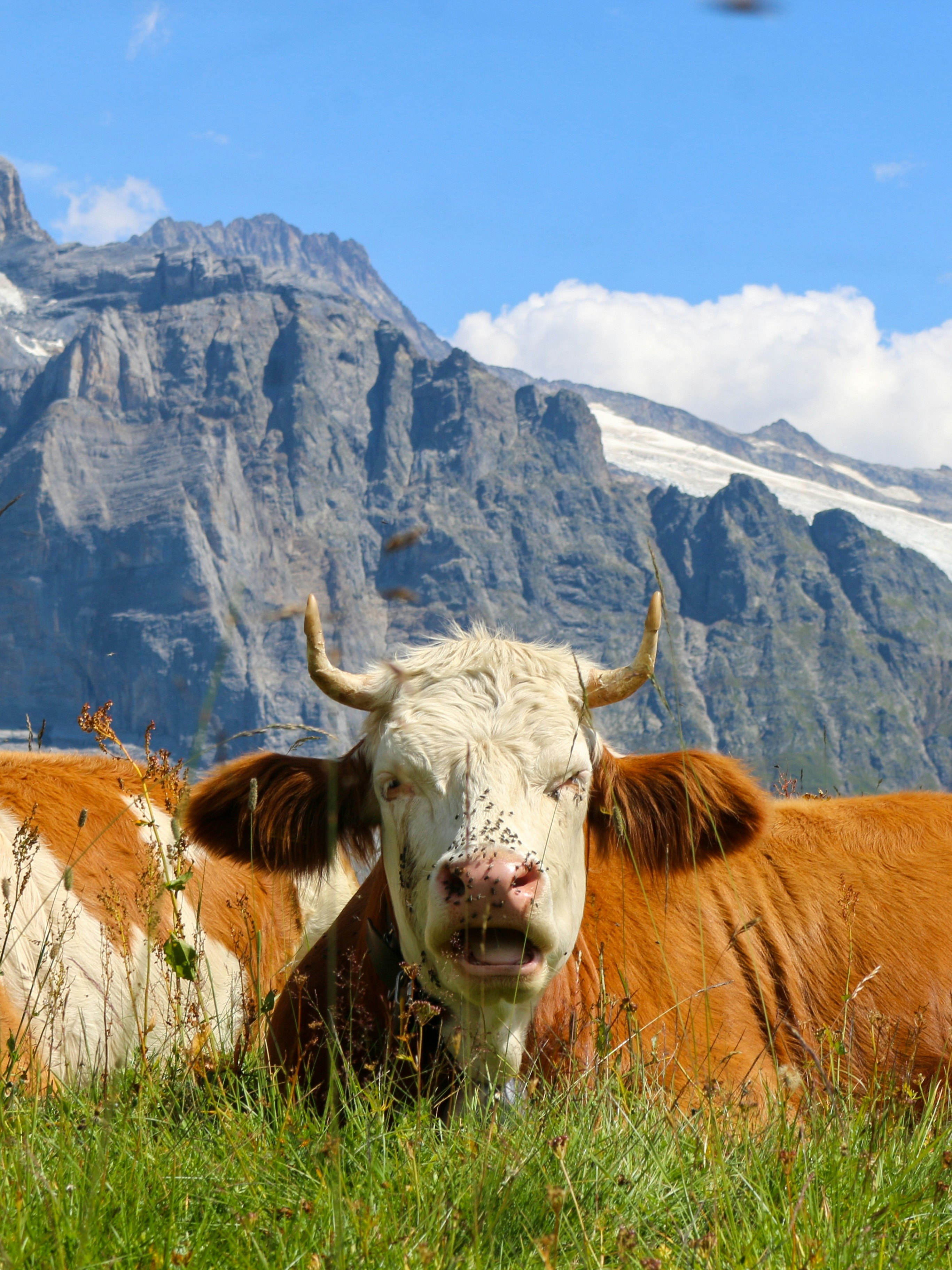 Grazing in a Alpine Backdrop: A Highland Cow Captures the Moment