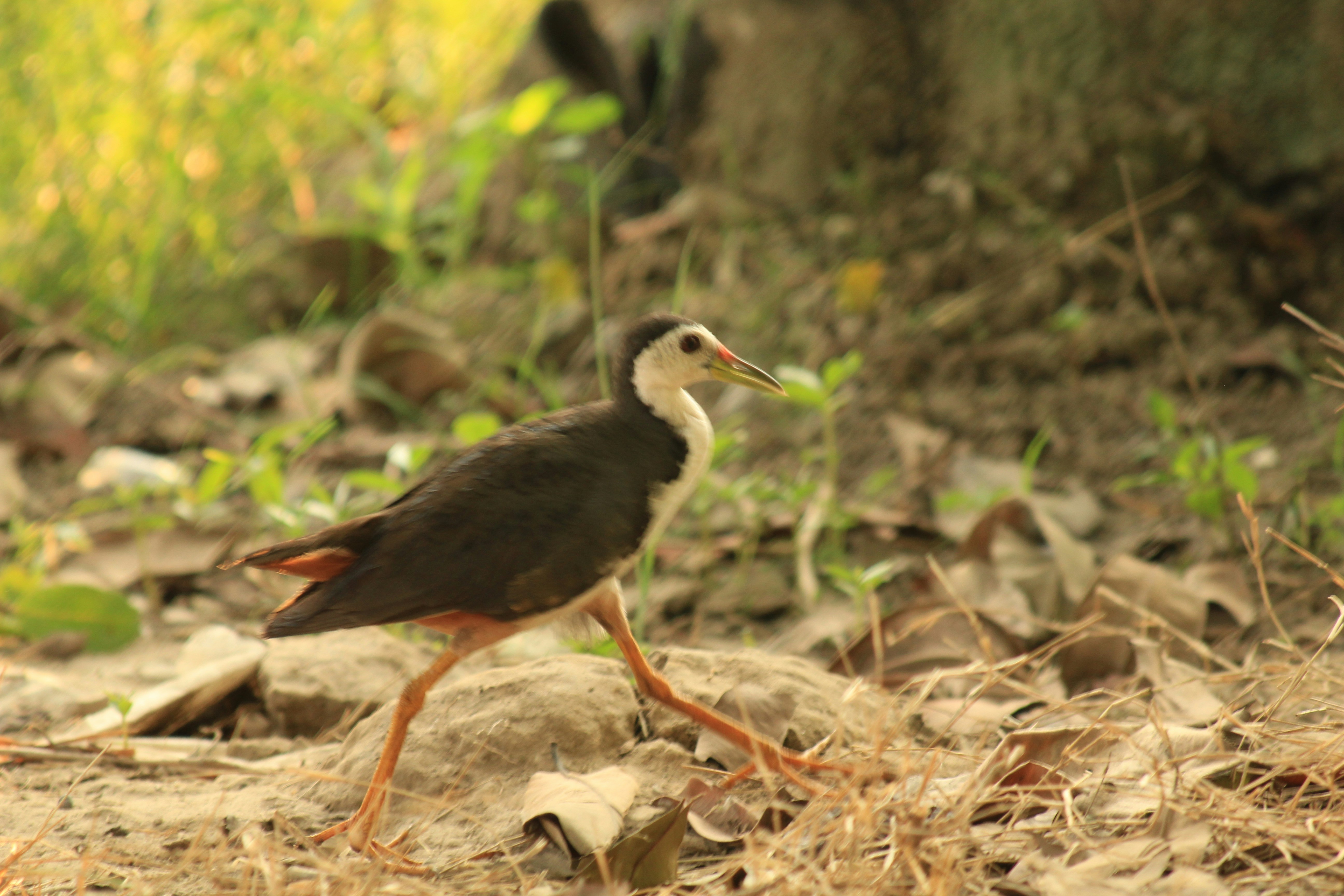 A Sand-colored Heron on a Leaf-Strewn Path