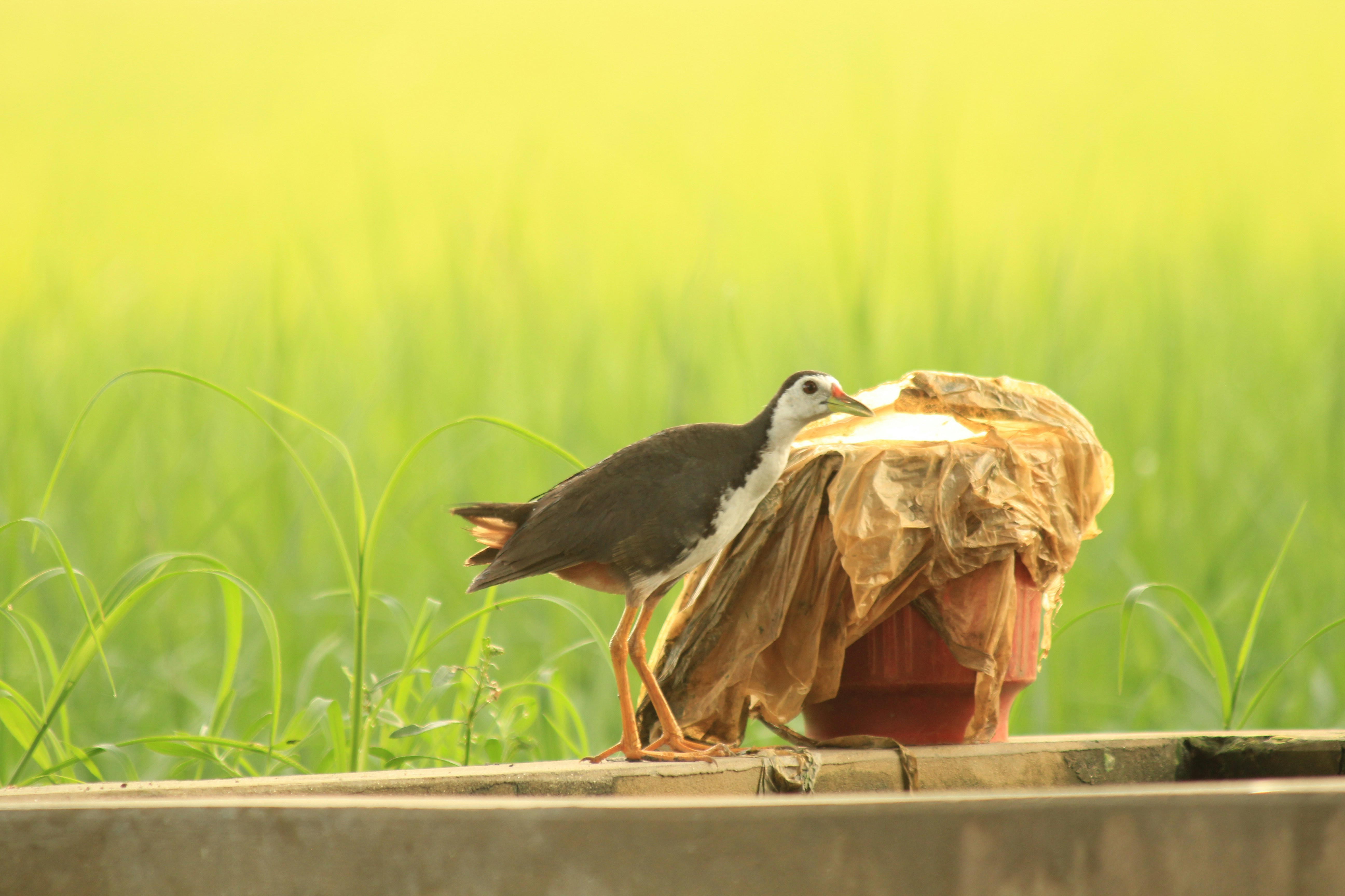 Tern on a Tarped Edge: Focused Encounter at Fieldside