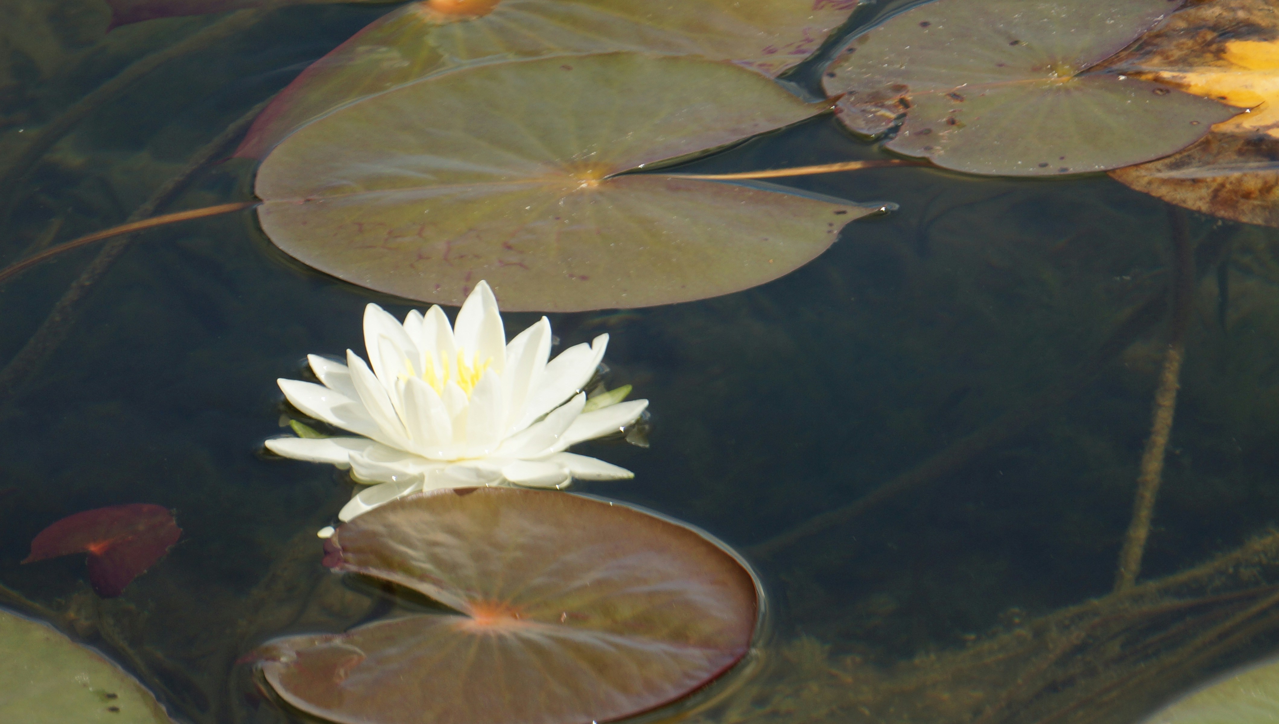 A white water lily rests among circular lily pads on a calm pond, with soft light highlighting the petals and submerged stems visible beneath clear water.