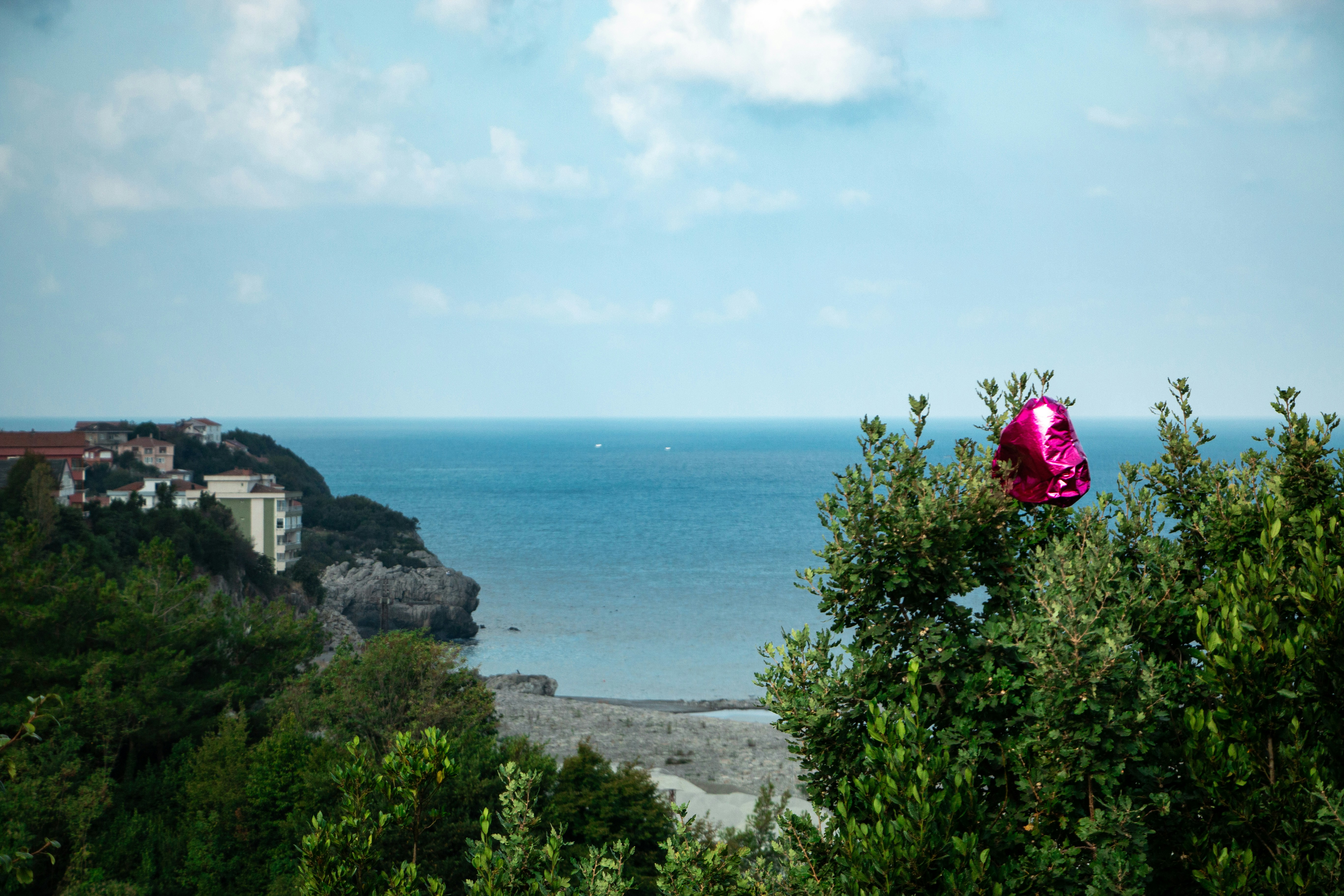 Pink Blossom Flagship: A Sea‑Glimpse Beyond Verdant Shrubbery