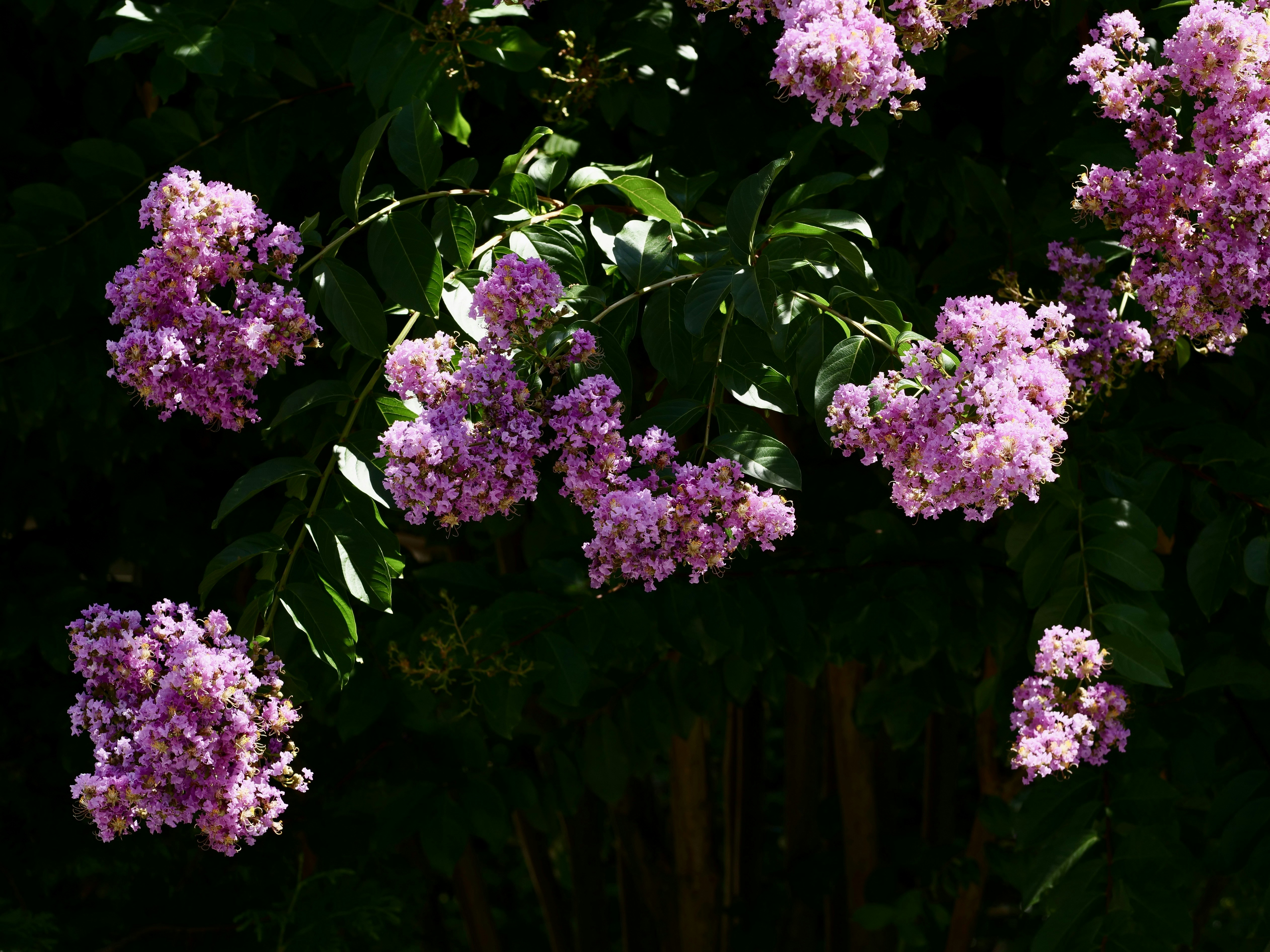 Pink hydrangea clusters aglow in dappled shade