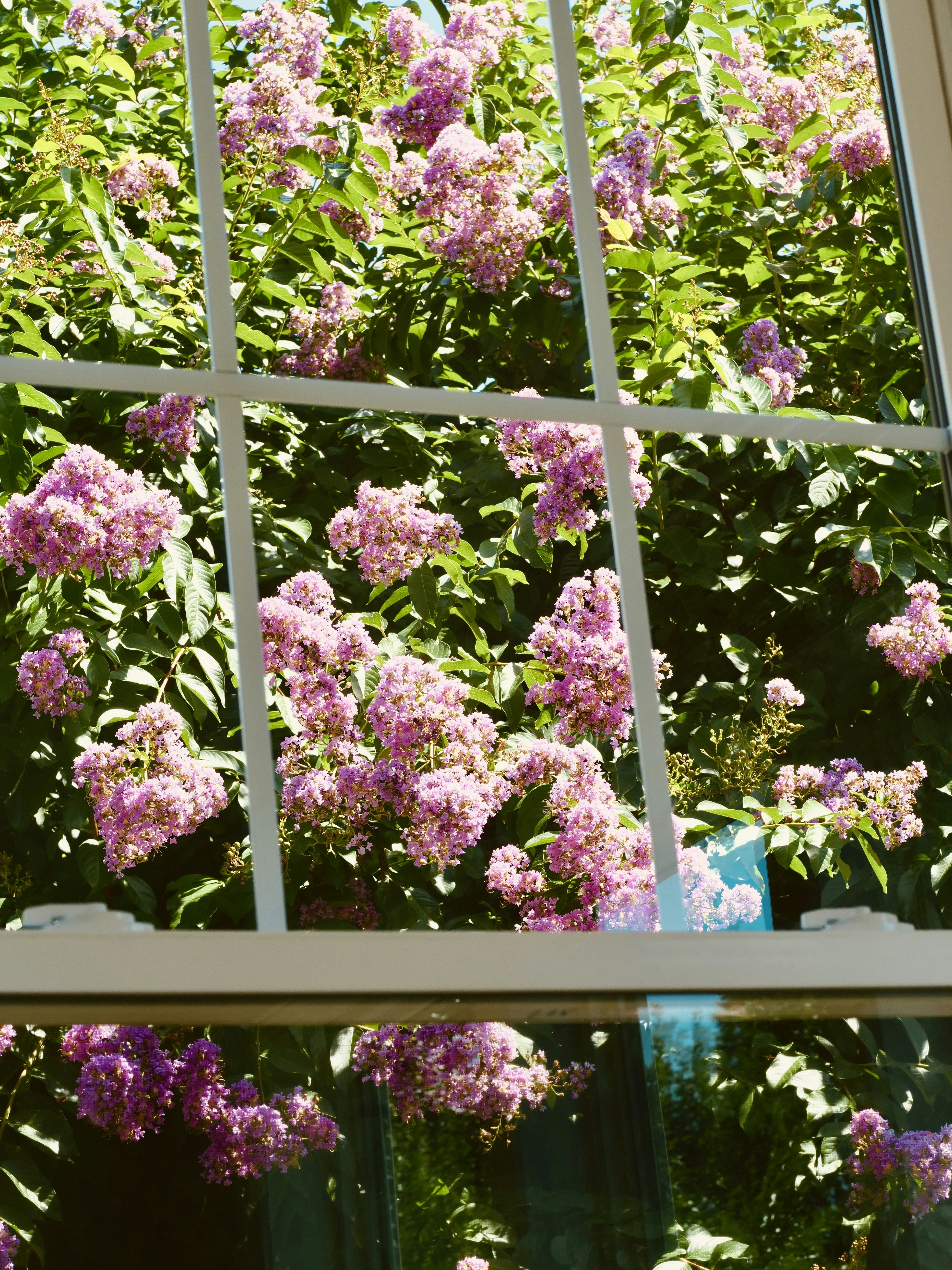 Pink Hydrangea Framed by Window Grilles