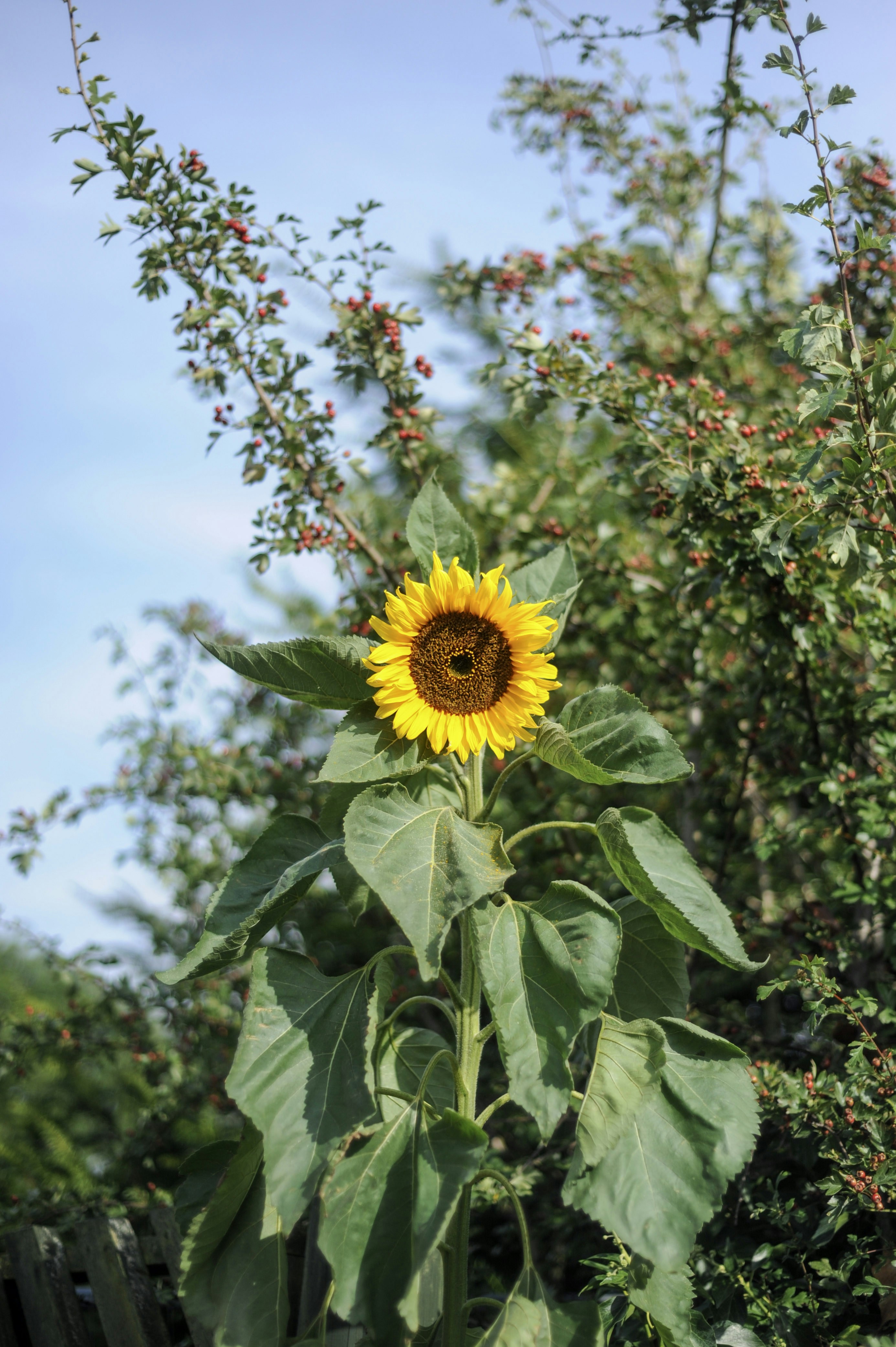 Sunlit Headliner: A solitary sunflower among garden greenery