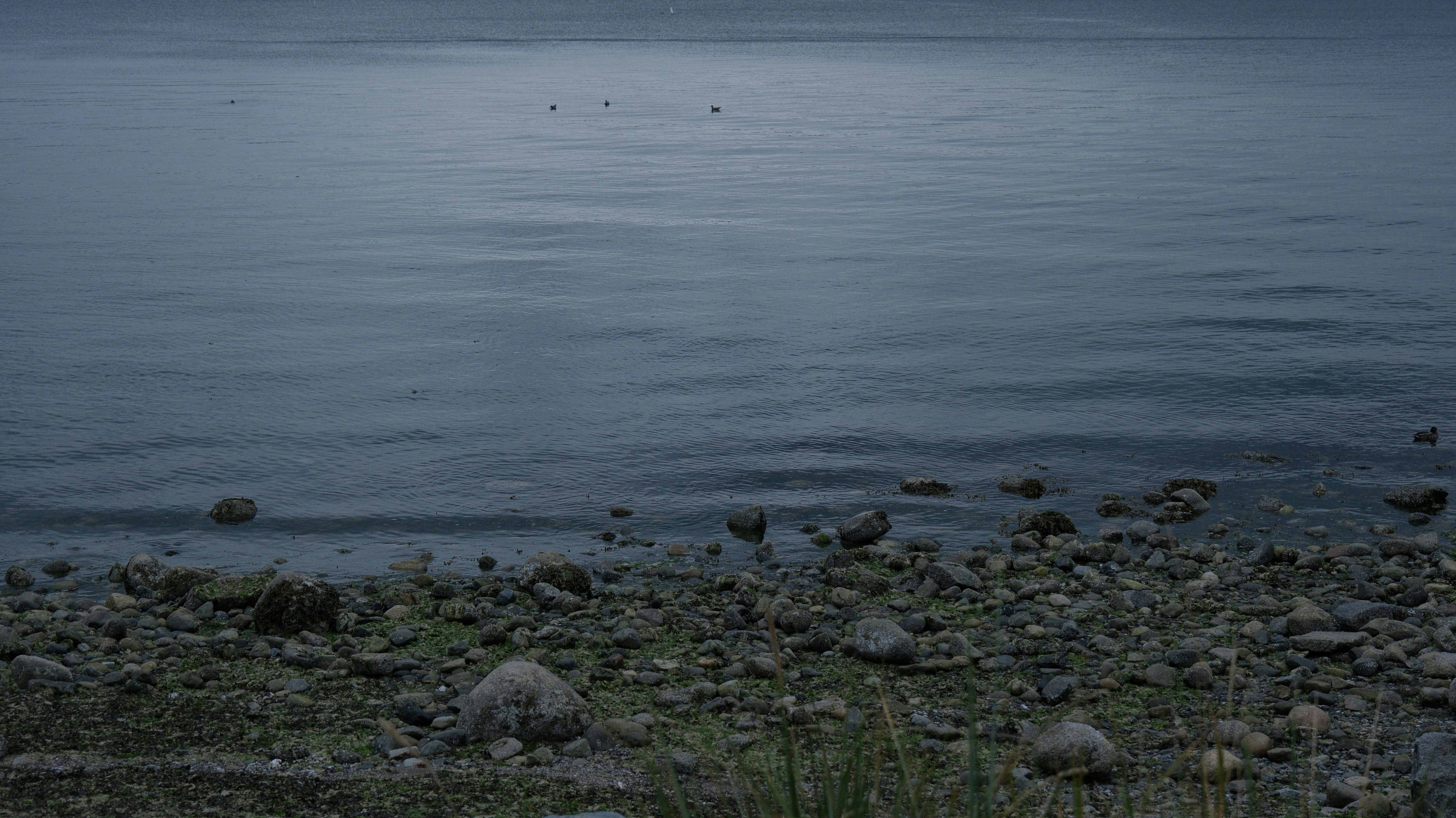Quiet shoreline at dusk: pebbles, gentle waves, and distant birds