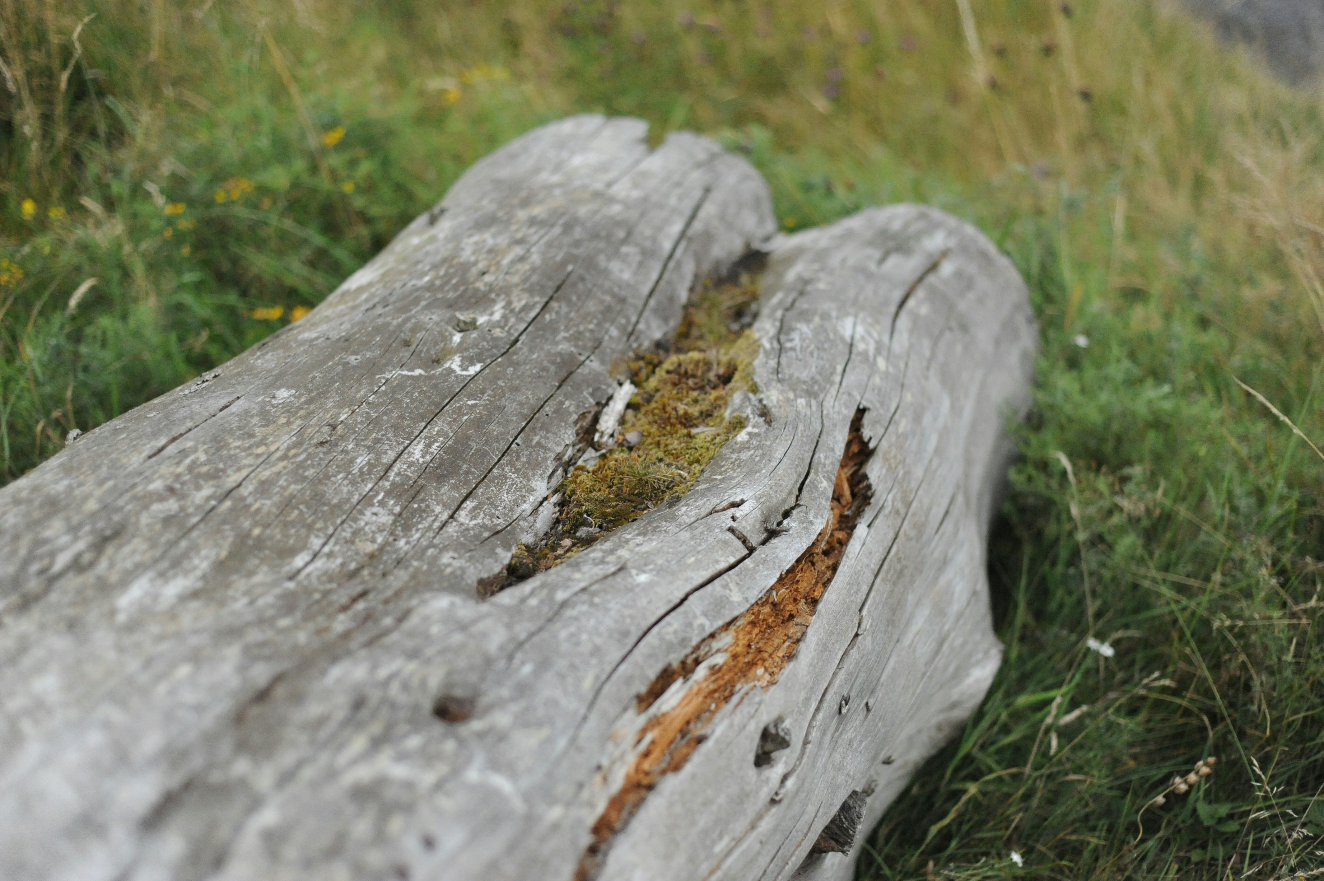 Weathered Log in a Quiet Meadow