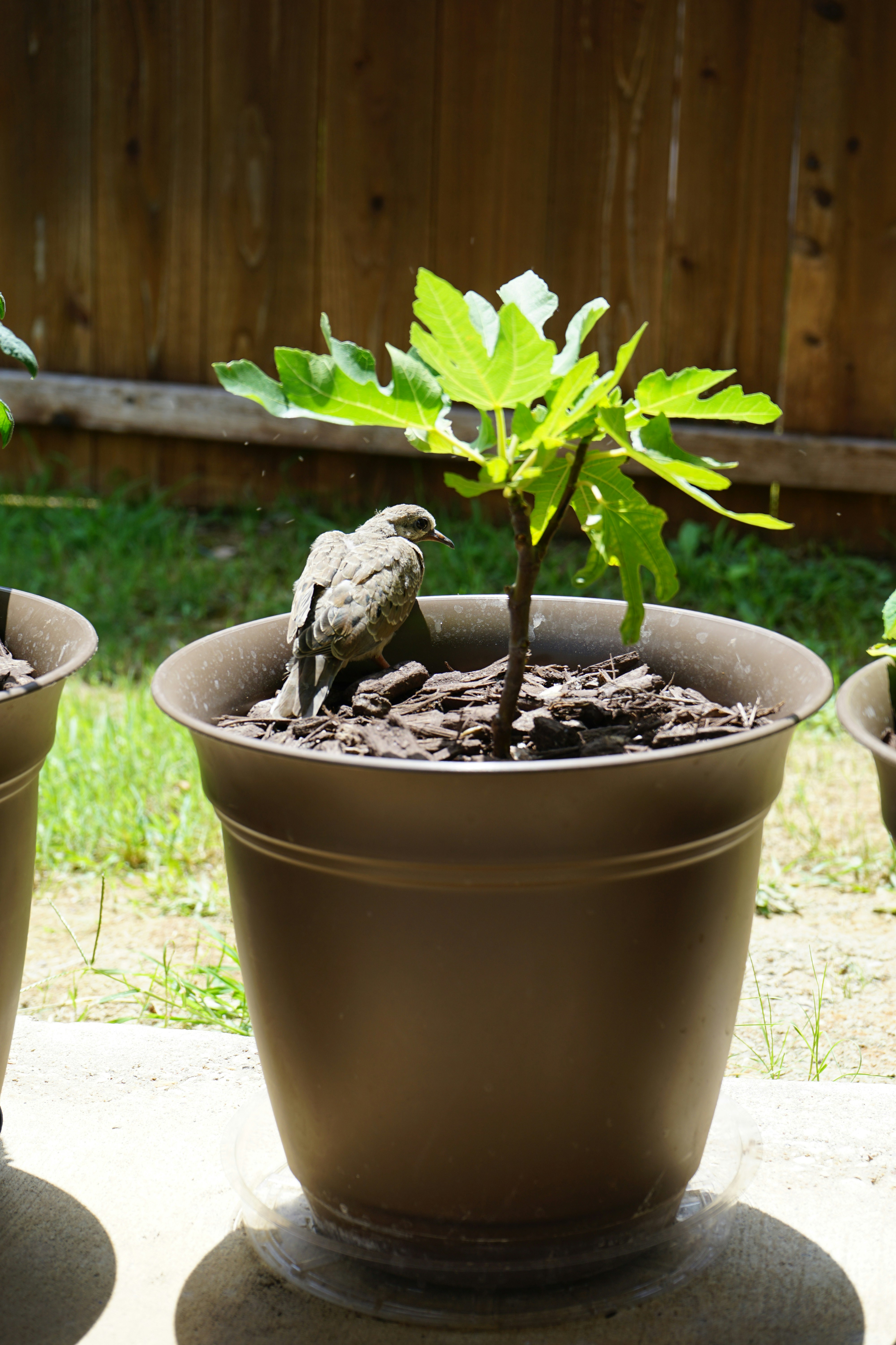 A Quiet Moment: Bird Roosts on a Potted Fig Amid Sunlit Foliage