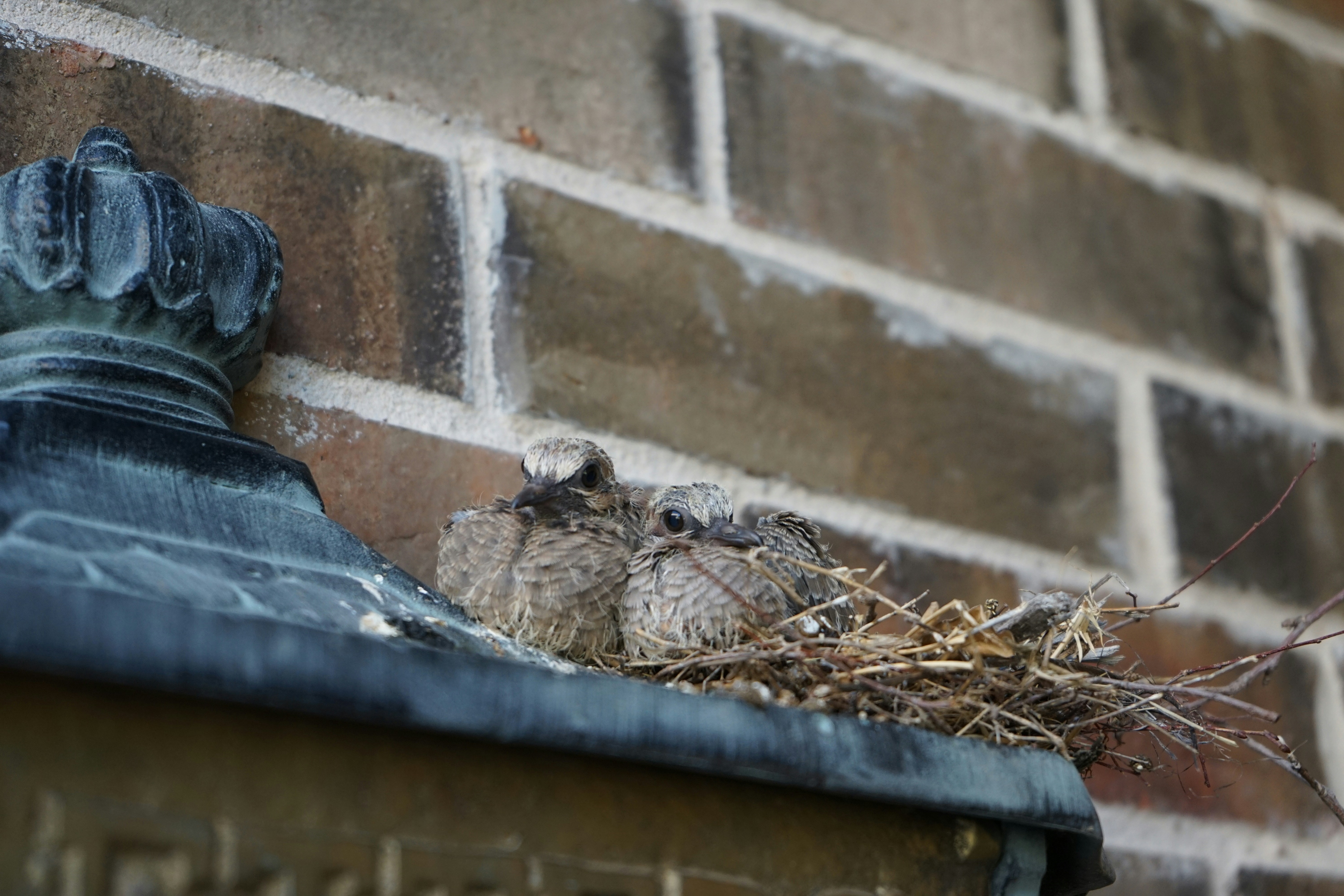 Nestled on the Roof: Two Sparrows Amidst Brick and Nesting Twigs