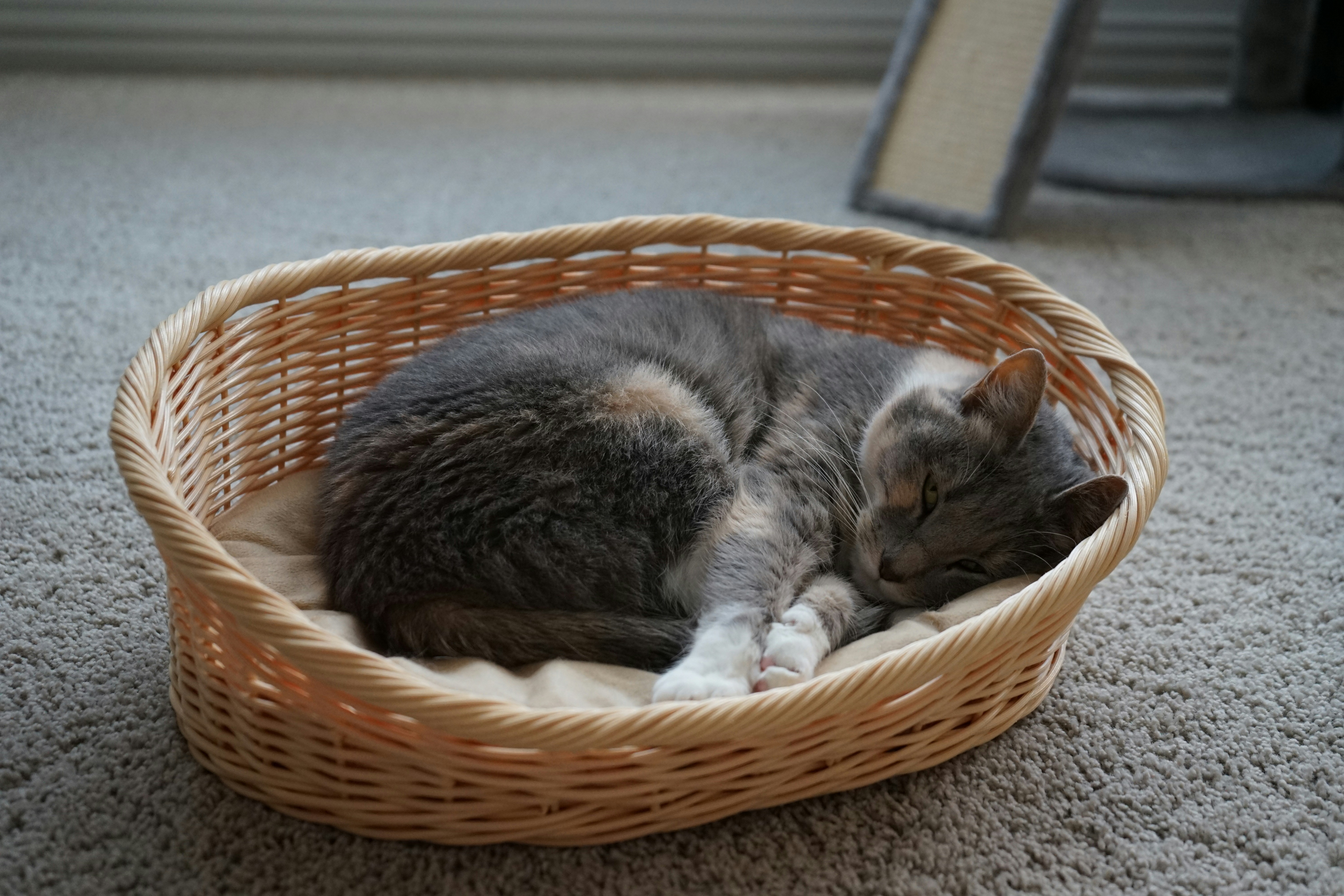 A calm grey tabby cat naps in a light wicker basket on a carpeted floor, with soft natural light illuminating its fur and a cushioned lining for comfort.