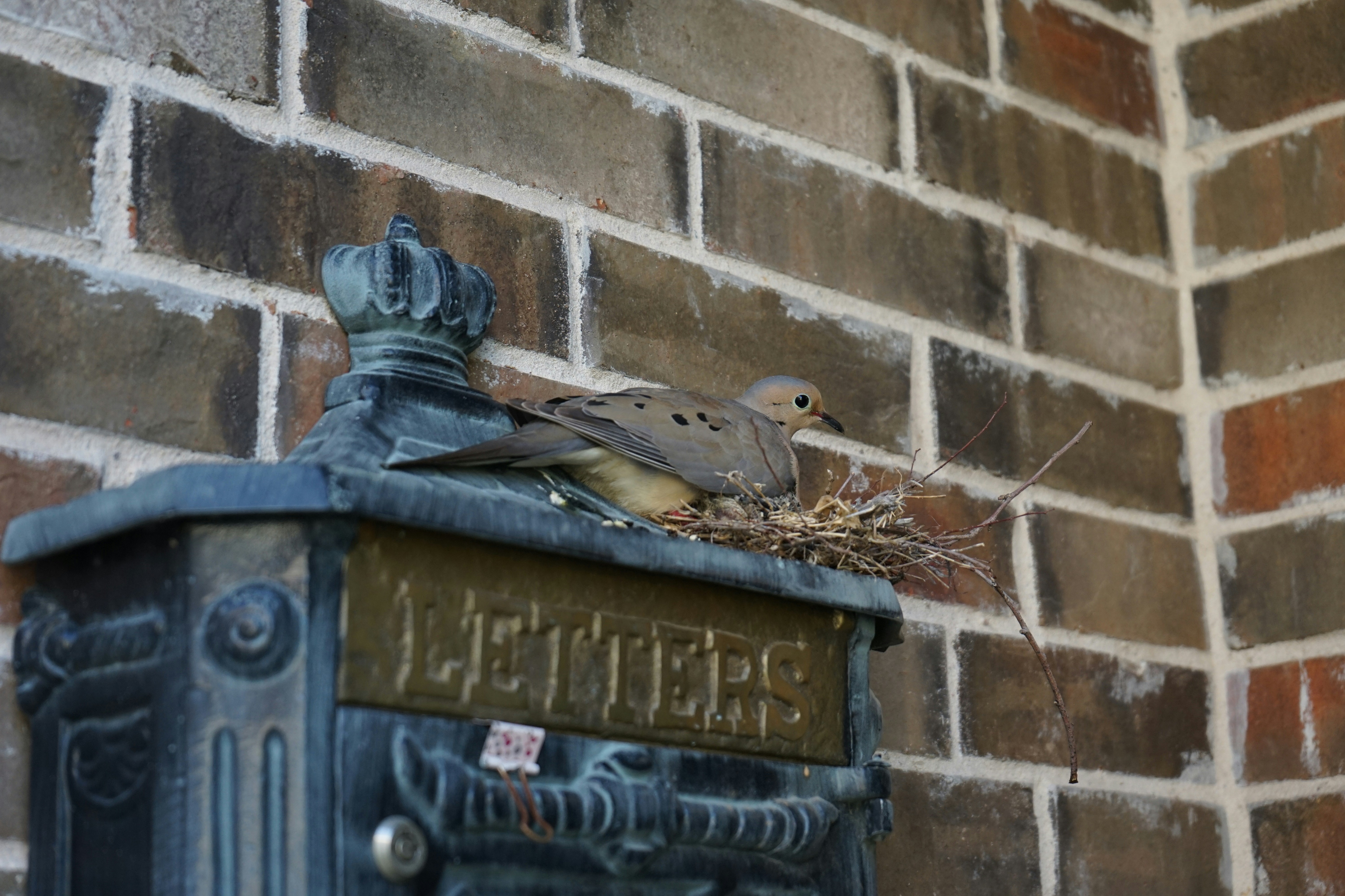 Nestled on a Victorian Mailbox: A Pigeon in Quiet Vigil