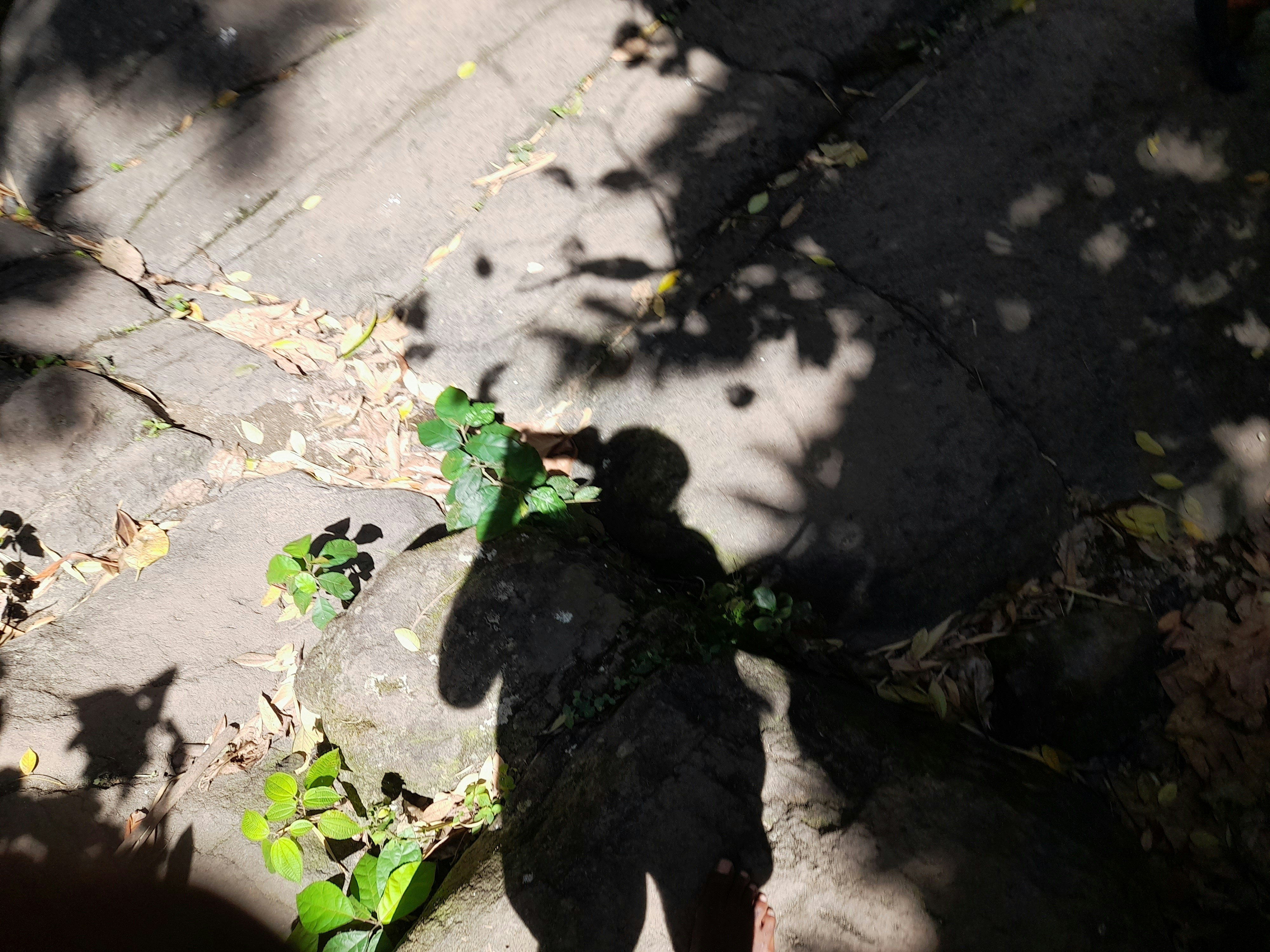 Shadowed Footpath Echoes: A Green Sprout Amid Cracked Stone