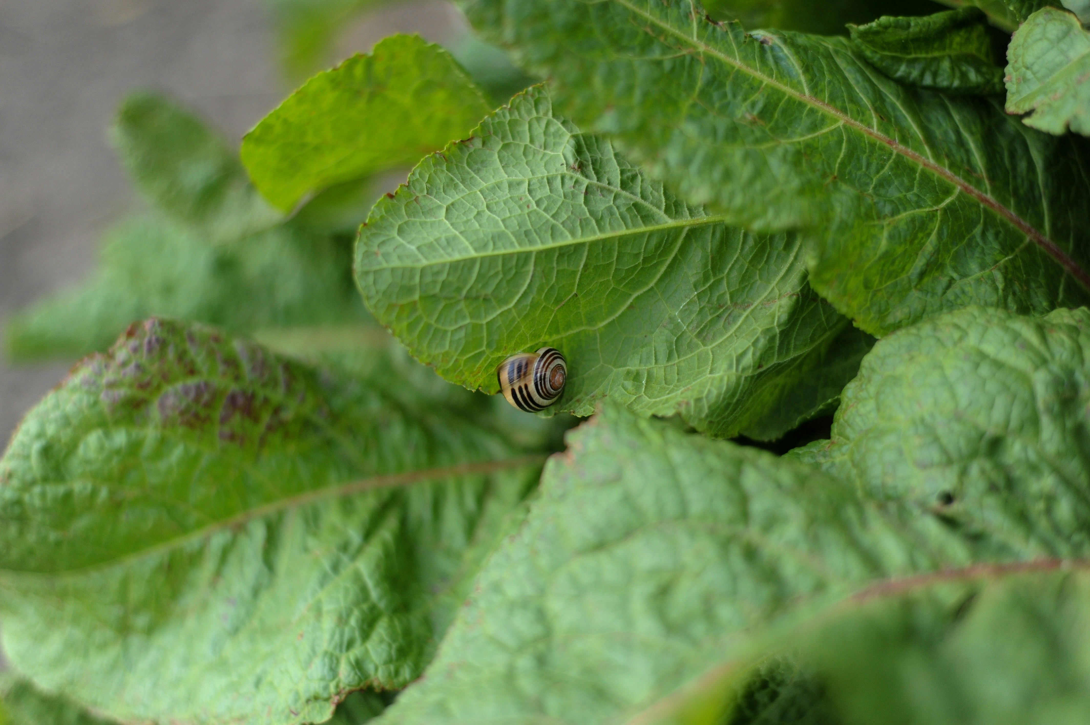 Tiny snail on a green leaf: a quiet moment in the garden