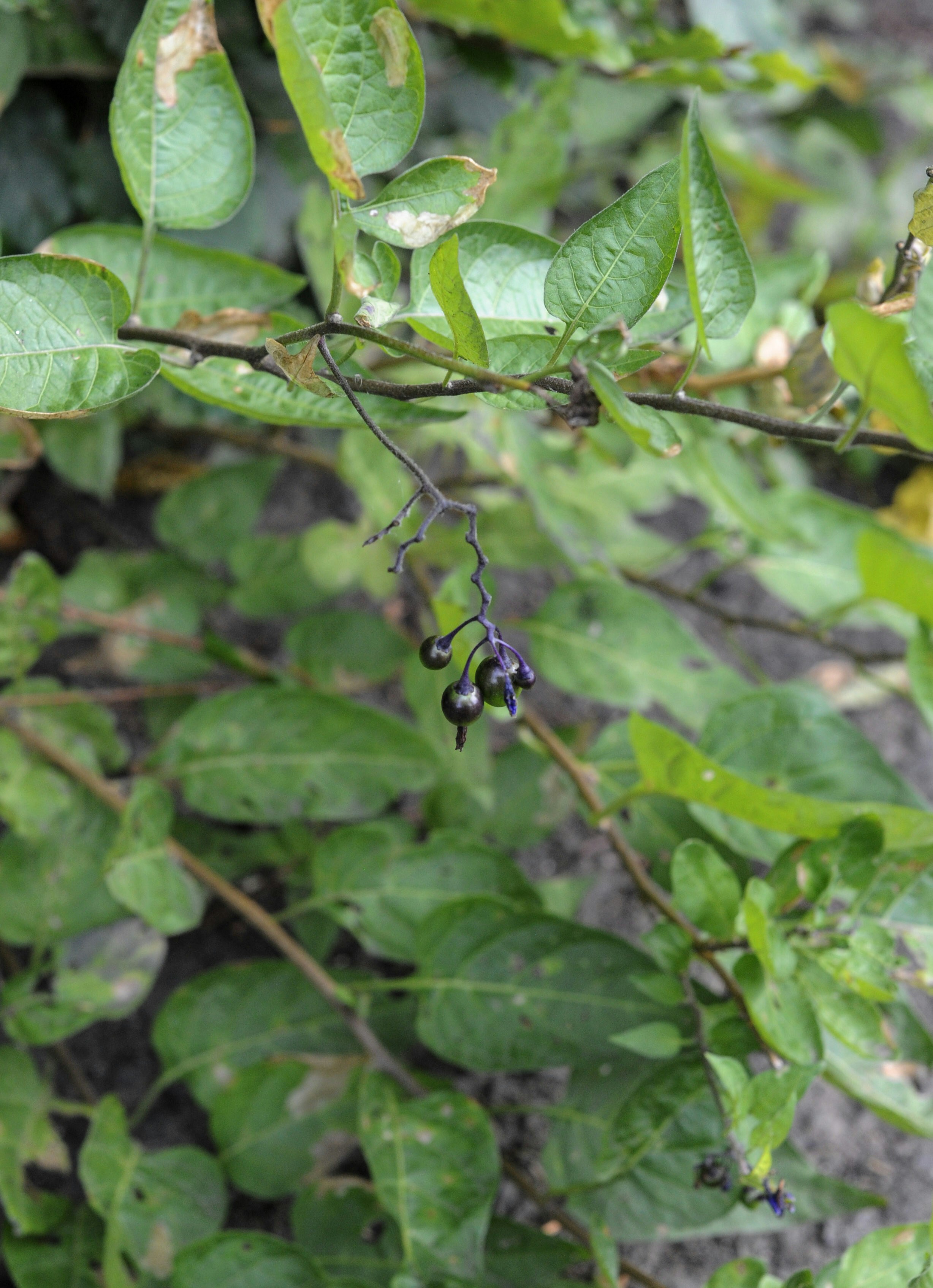 Dark Berries on a Twilight Vine
