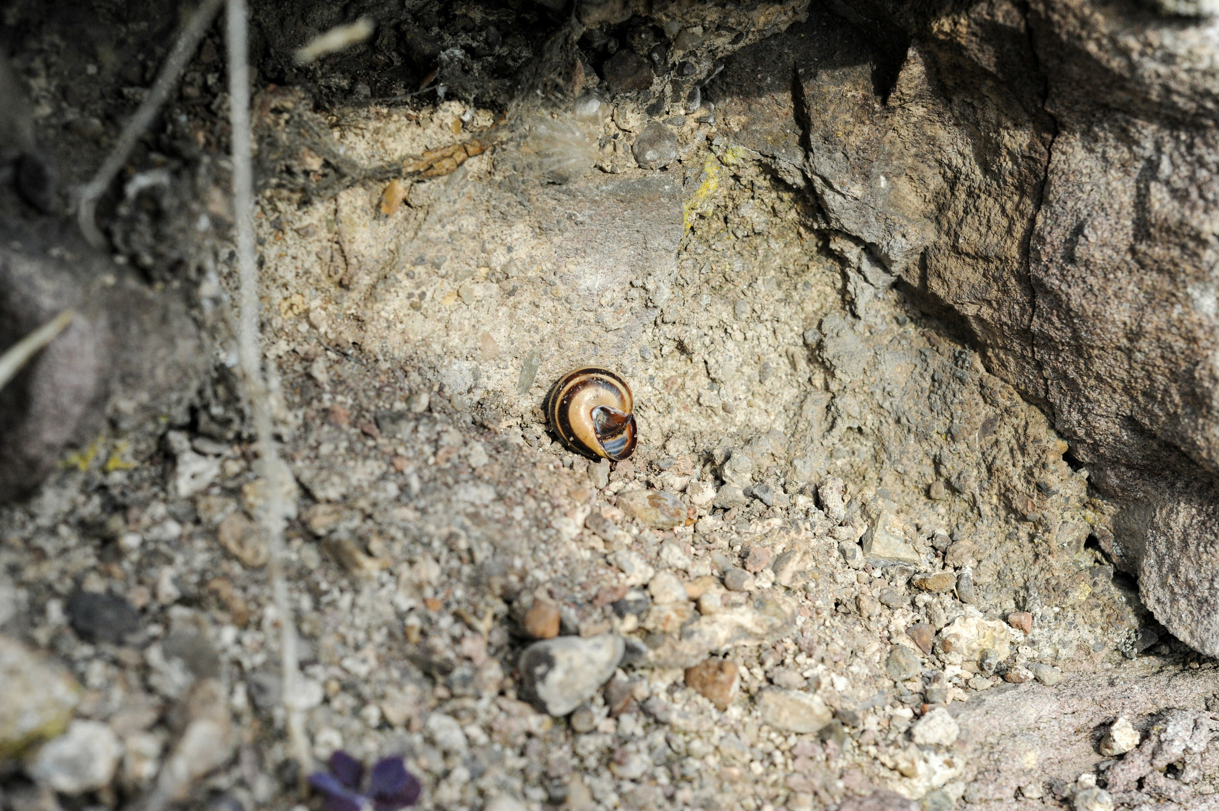 Tiny Desert Spiral: A Close-Up of a Shell in Pebbled Soil