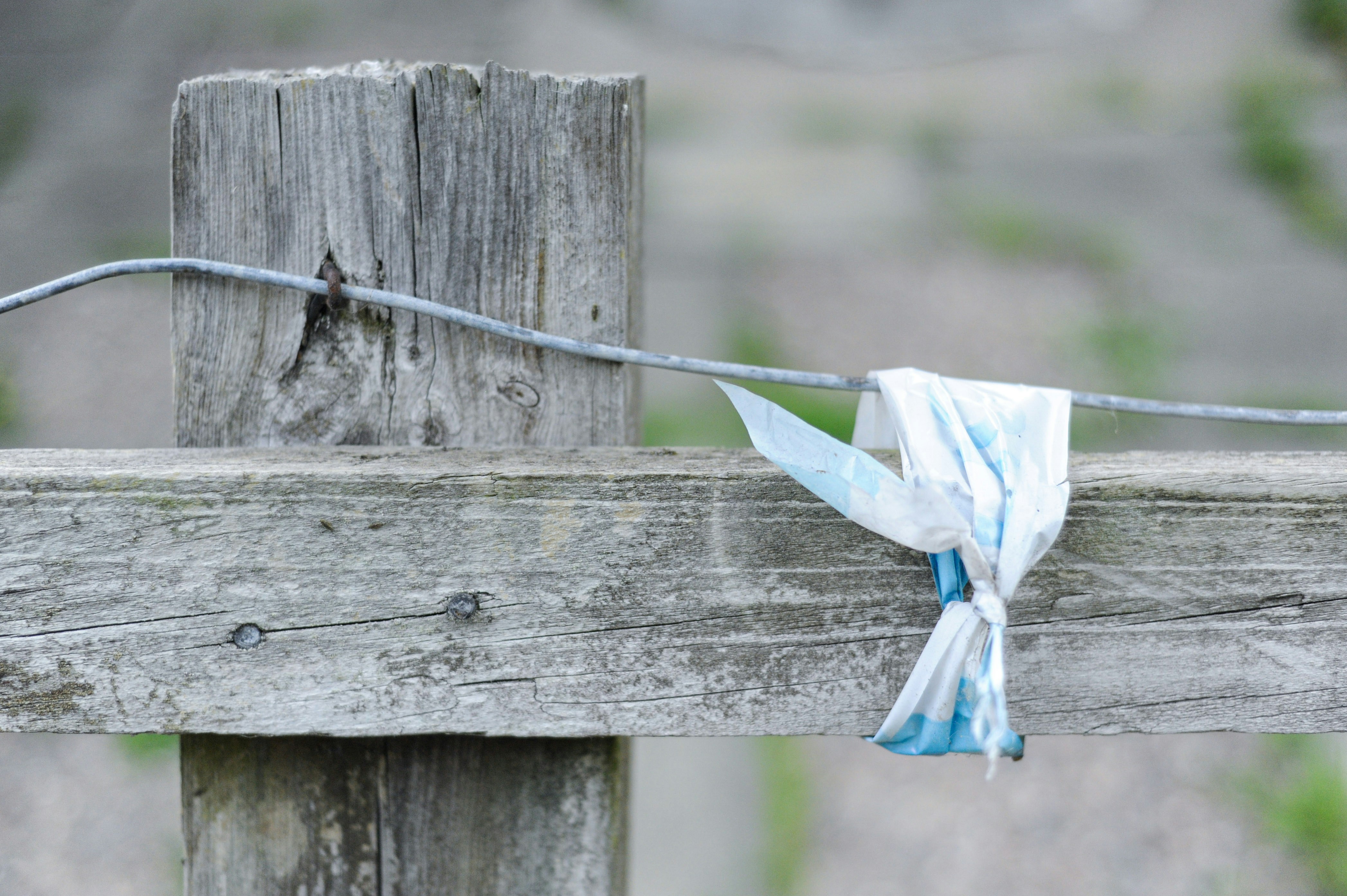 Weathered Post and Tether: A Quiet Moment in the Field